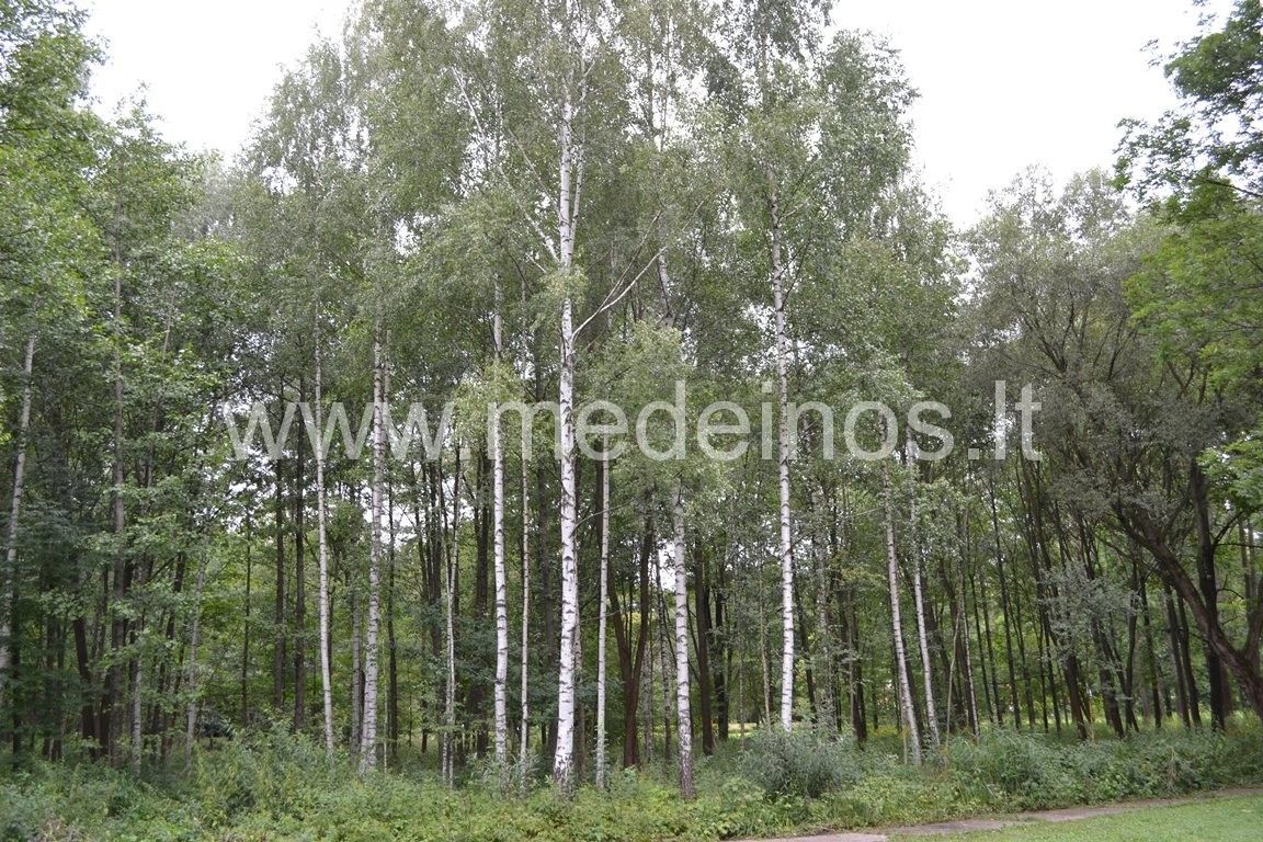 Karpotasis beržas (Betula pendula)
