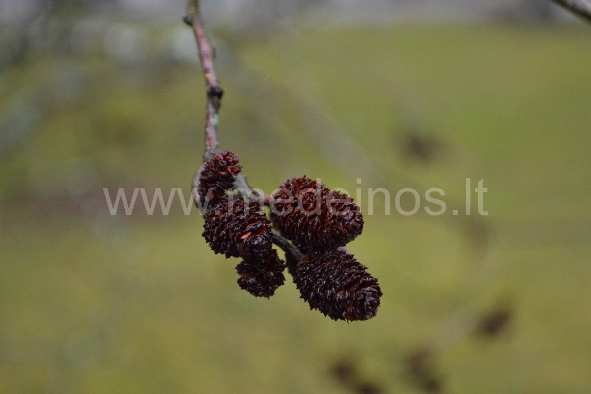 Raudonasis alksnis (Alnus rubra)