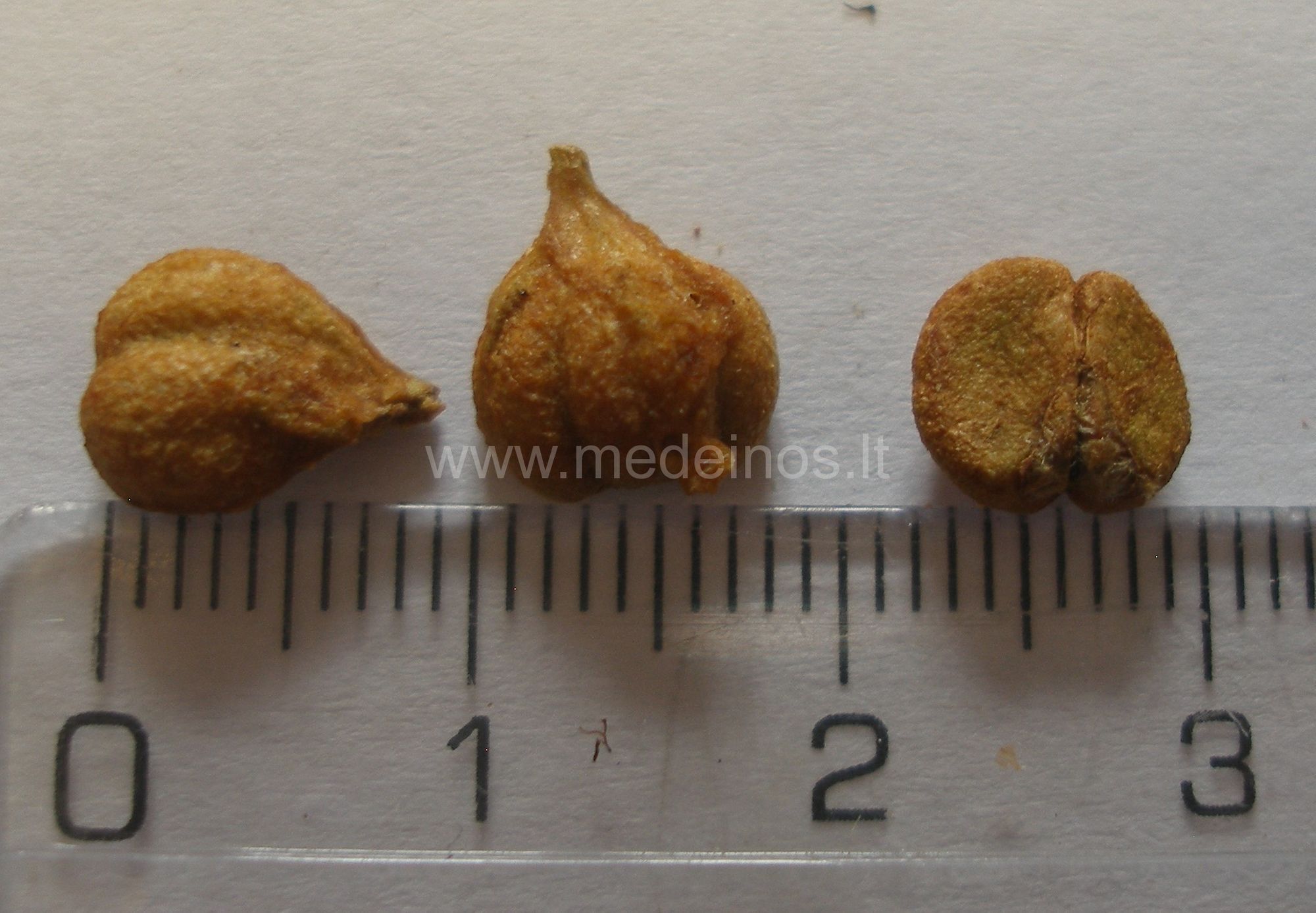 Rytinė gudobelė (Crataegus orientalis), sėklos