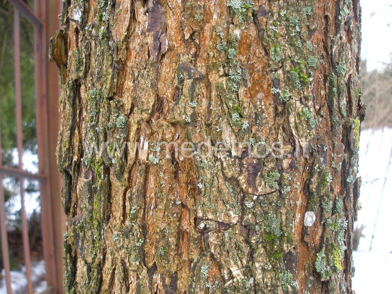 Turkinis lazdynas (Corylus colurna)