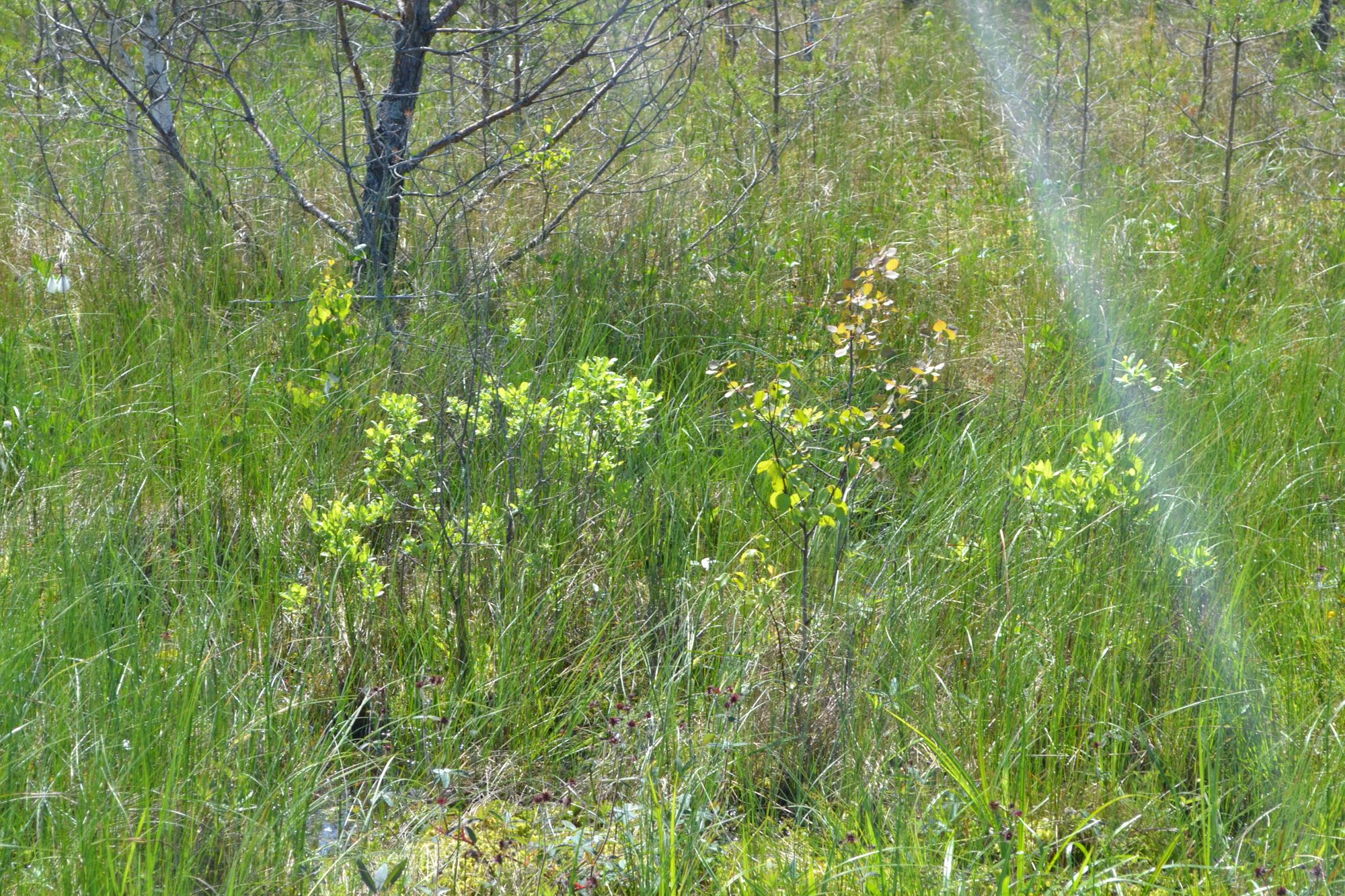 Laplandinis karklas (Salix lapponum)