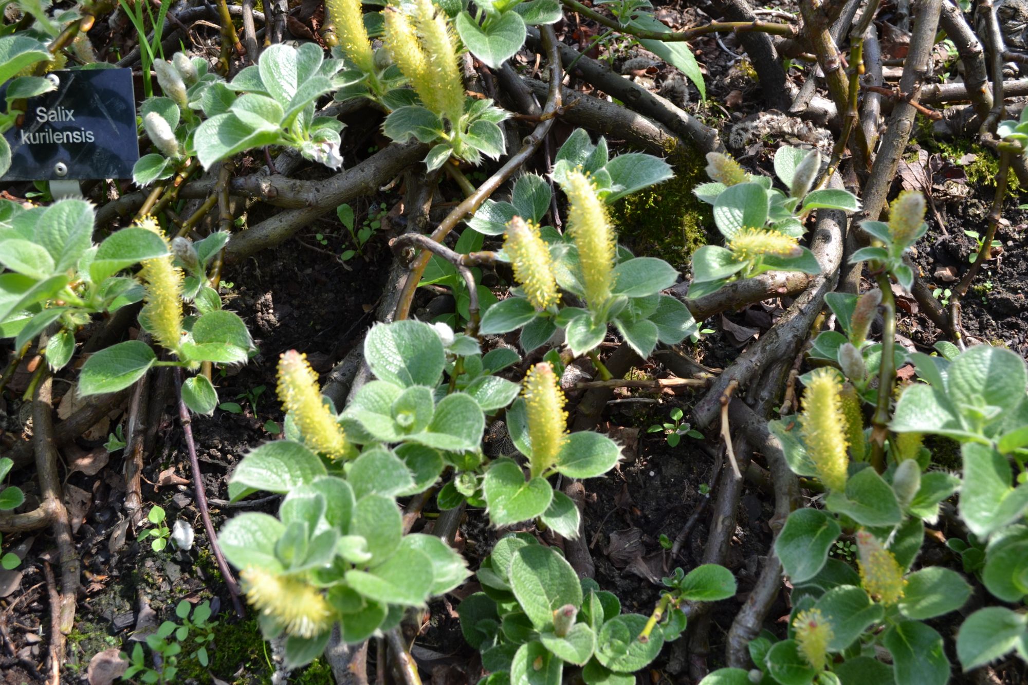 Kurilinis karklas (Salix kurilensis)