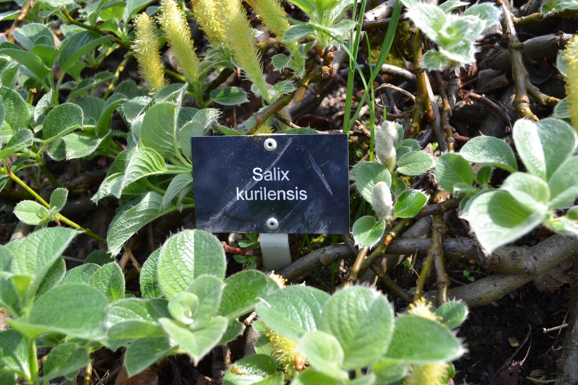 Kurilinis karklas (Salix kurilensis)