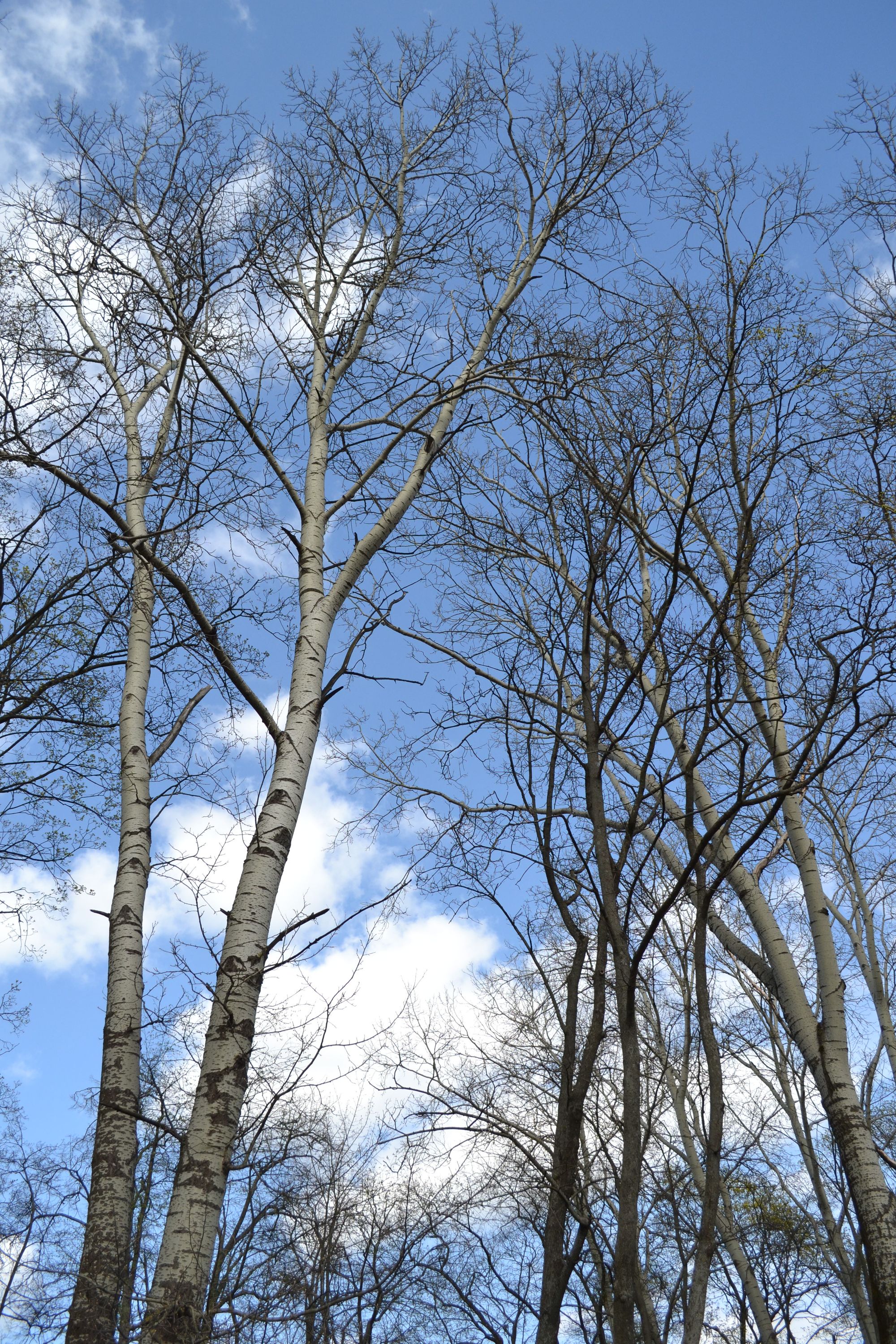 Drebulė (Populus tremula)