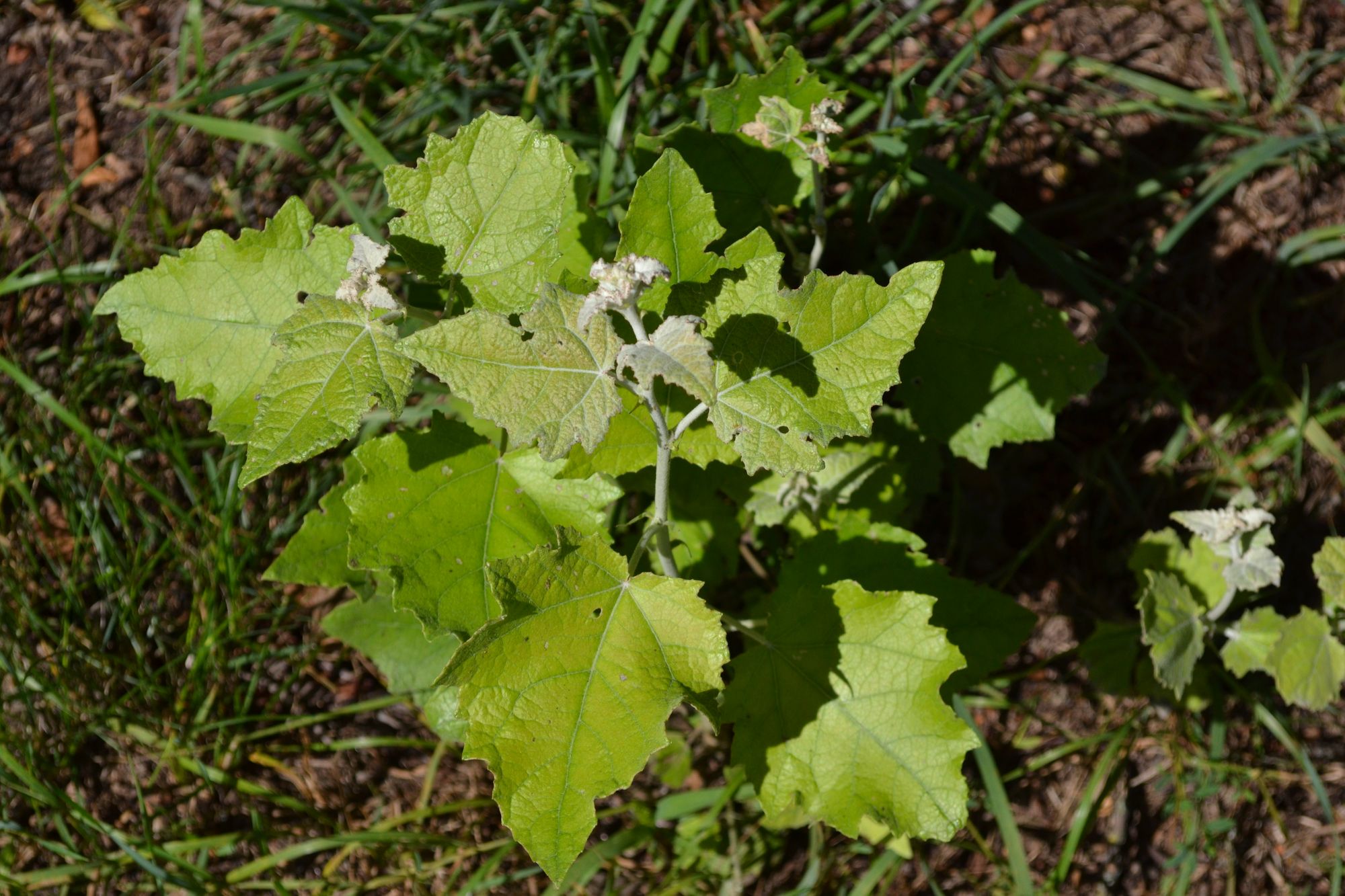 Pilkoji tuopa (Populus x canescens)