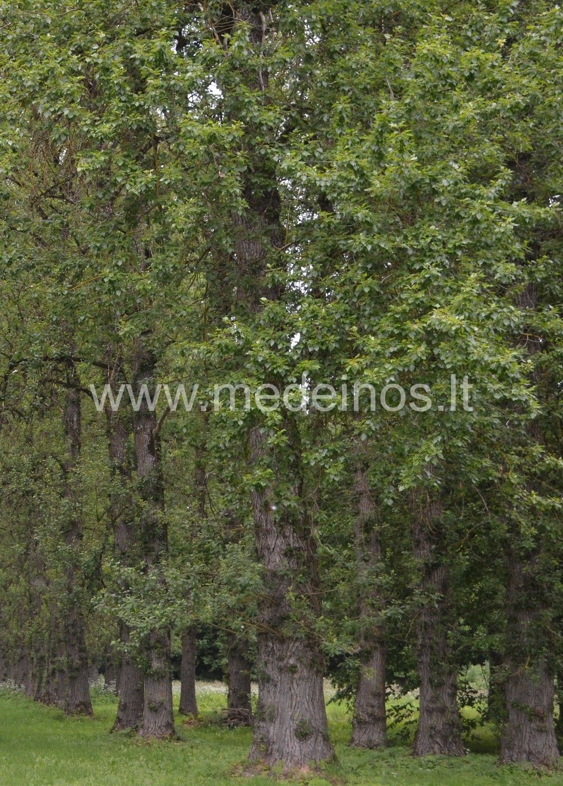 Balzaminė tuopa (Populus balsamifera)