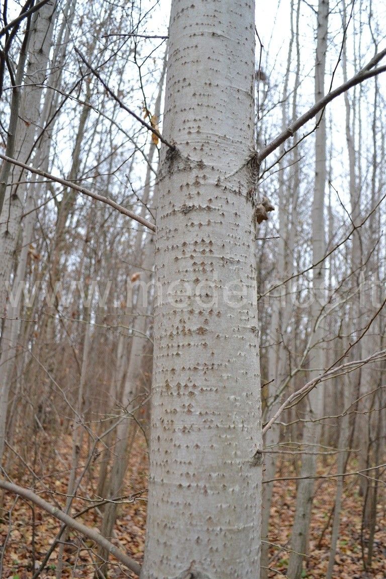 Drebulė (Populus tremula)