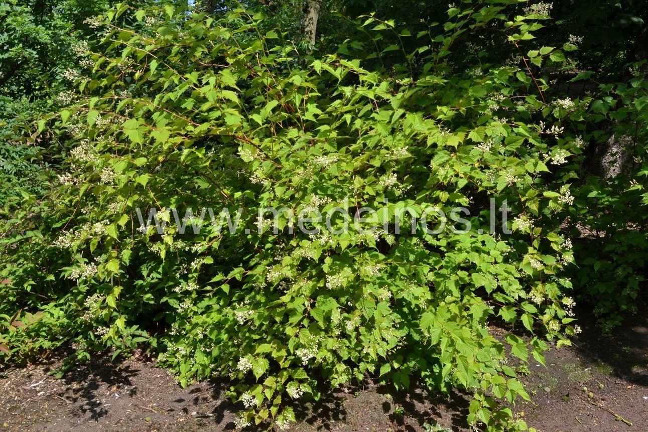 Japoninė stefanandra (Stephanandra tanakae)