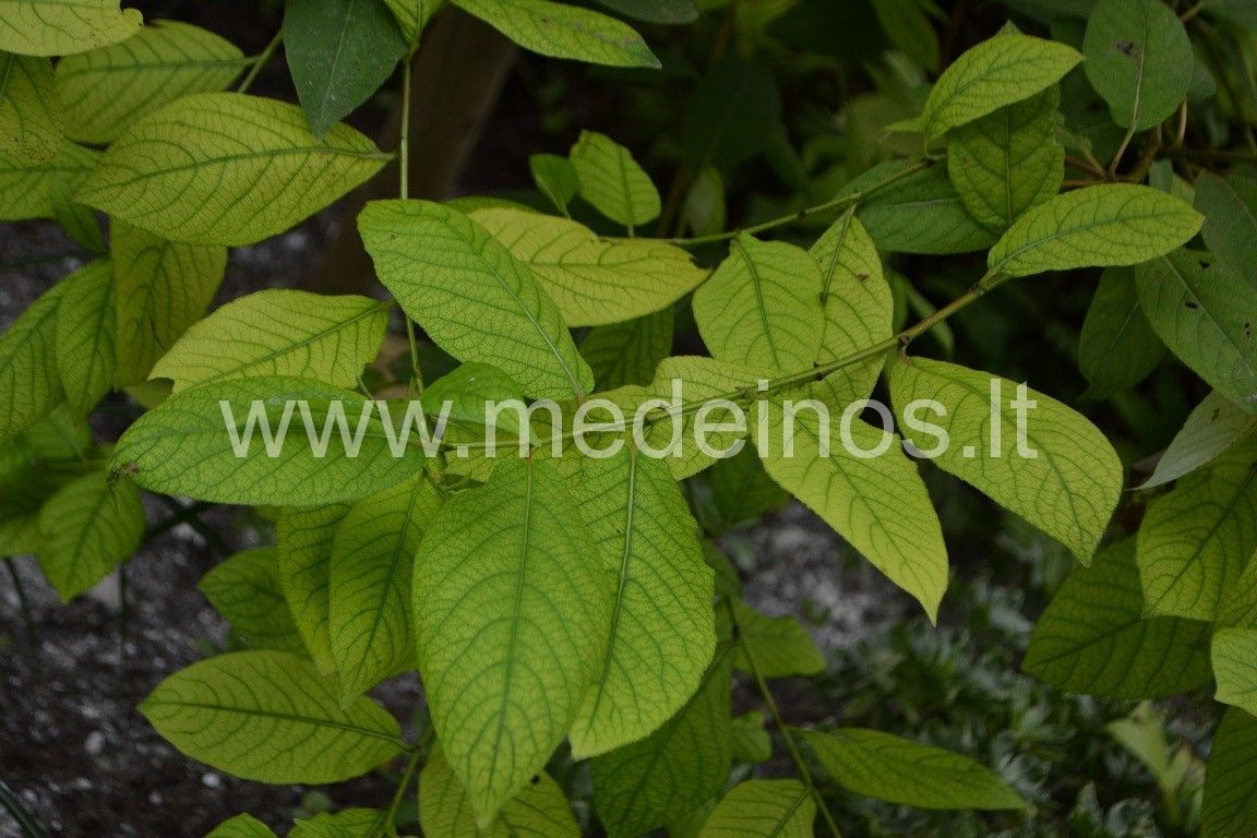 Korėjinė tuopa (Populus koreana)