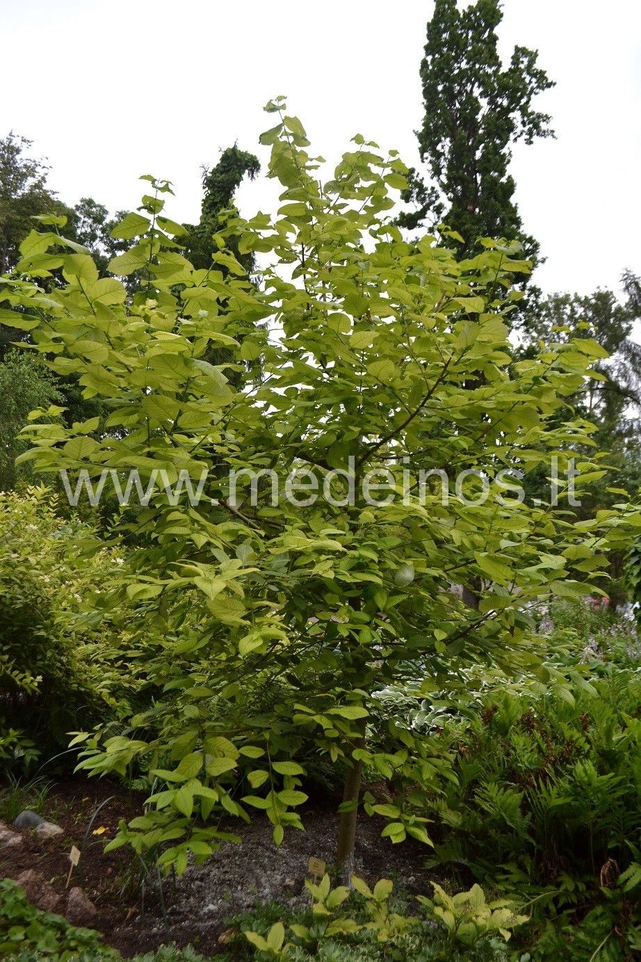 Korėjinė tuopa (Populus koreana)