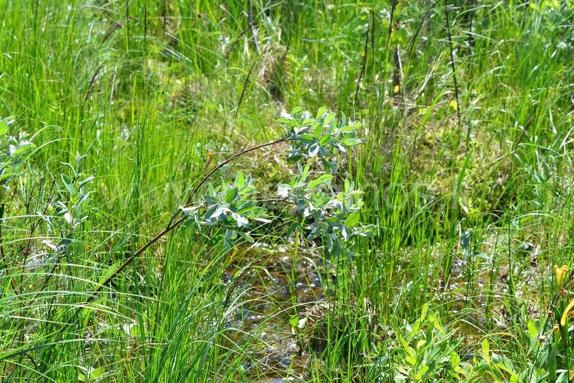 Laplandinis karklas (Salix lapponum)