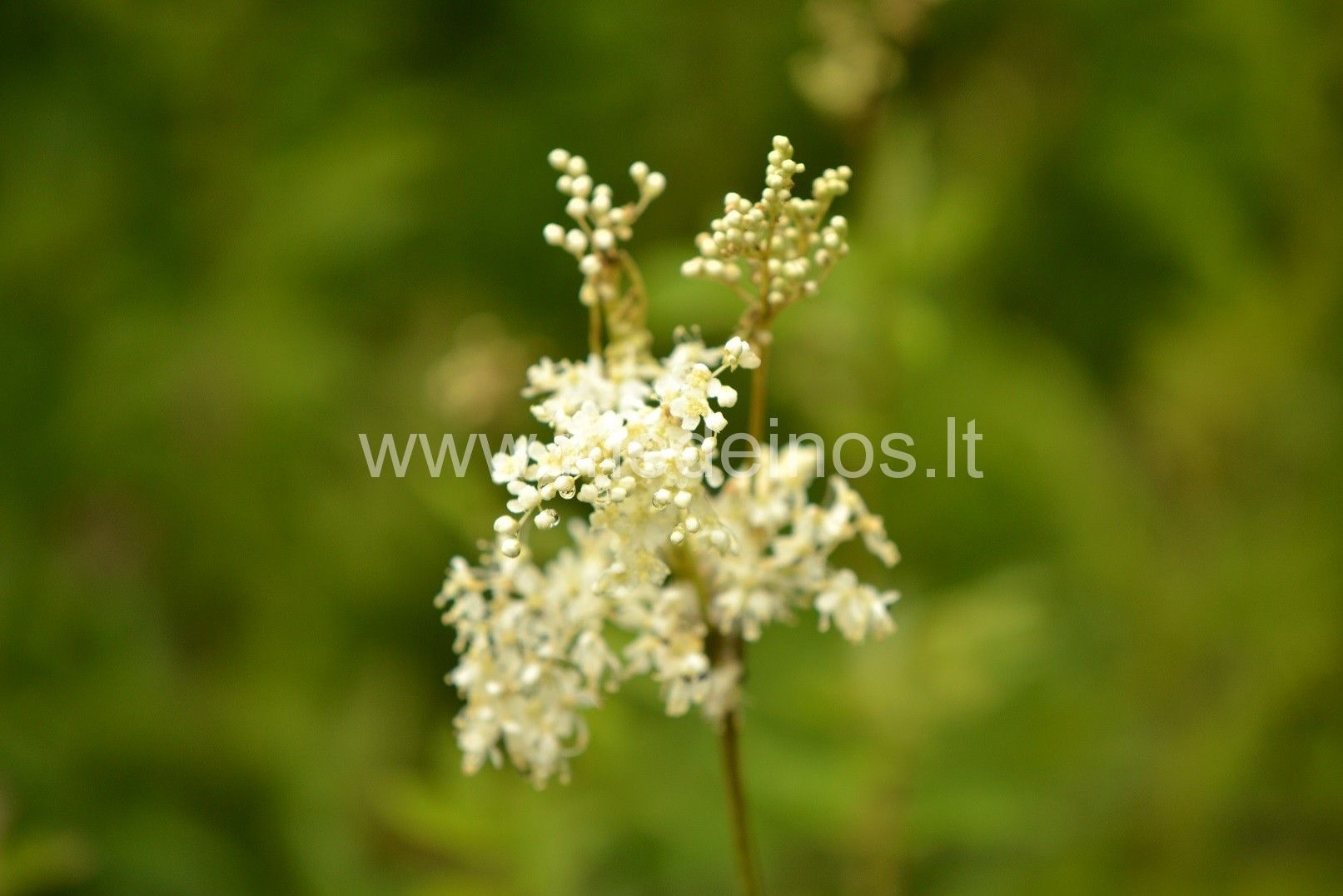 Pelkinė vingiorykštė (Filipendula ulmaria)