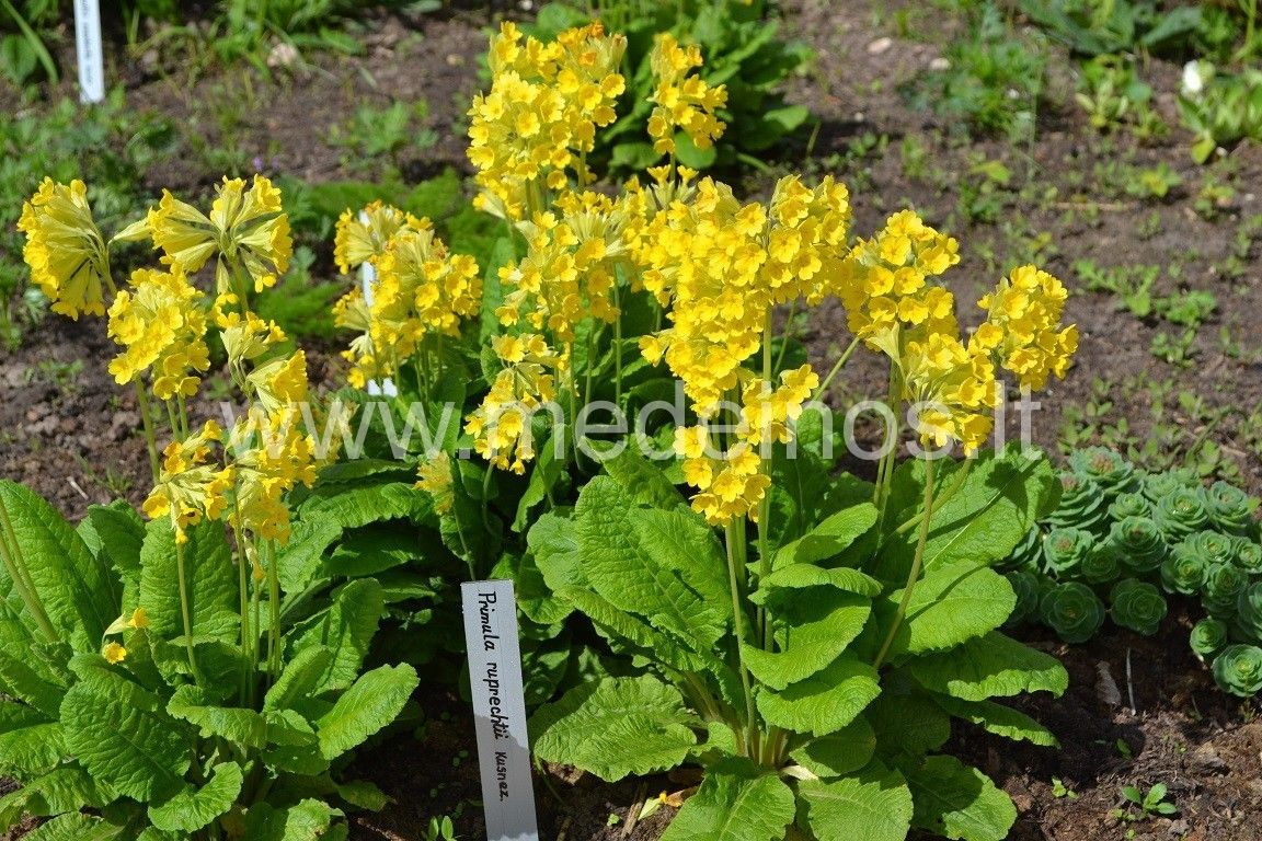 Raktažolė (Primula ruprechtii)