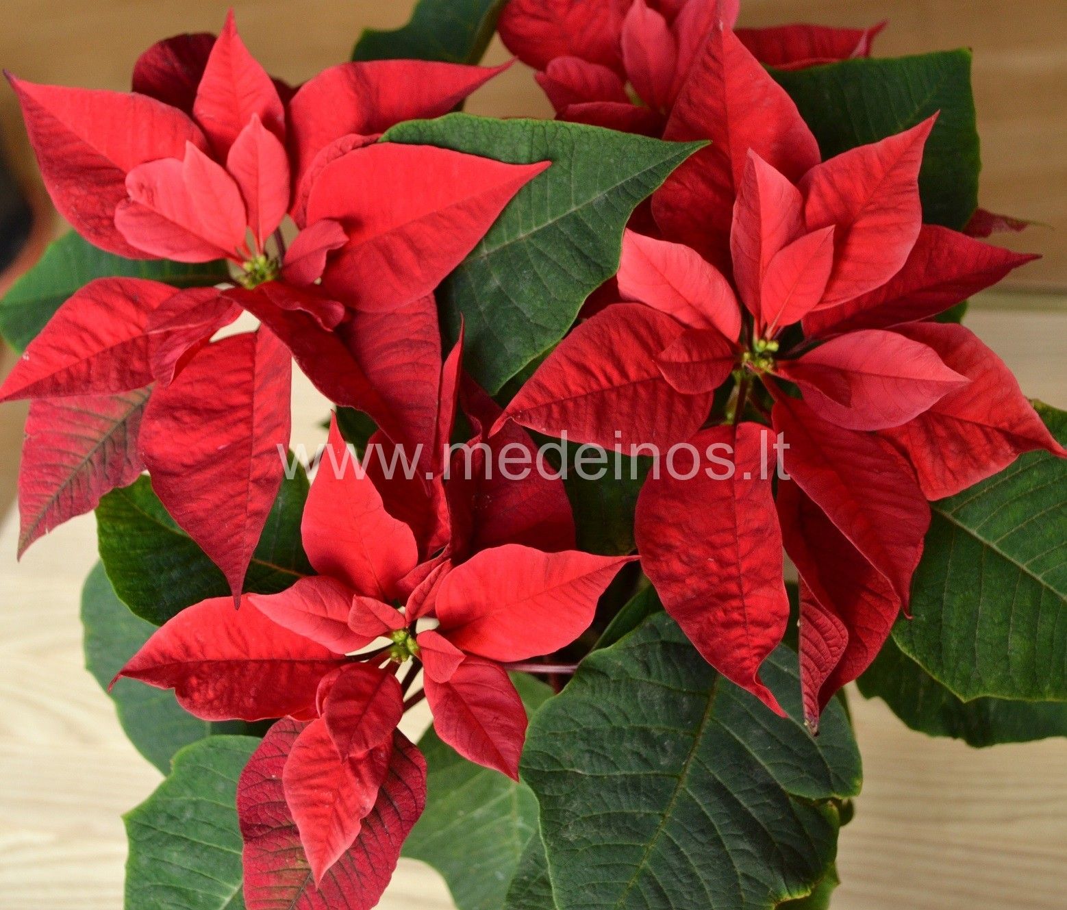 Puošniausioji karpažolė, puansetija (Euphorbia pulcherrima)