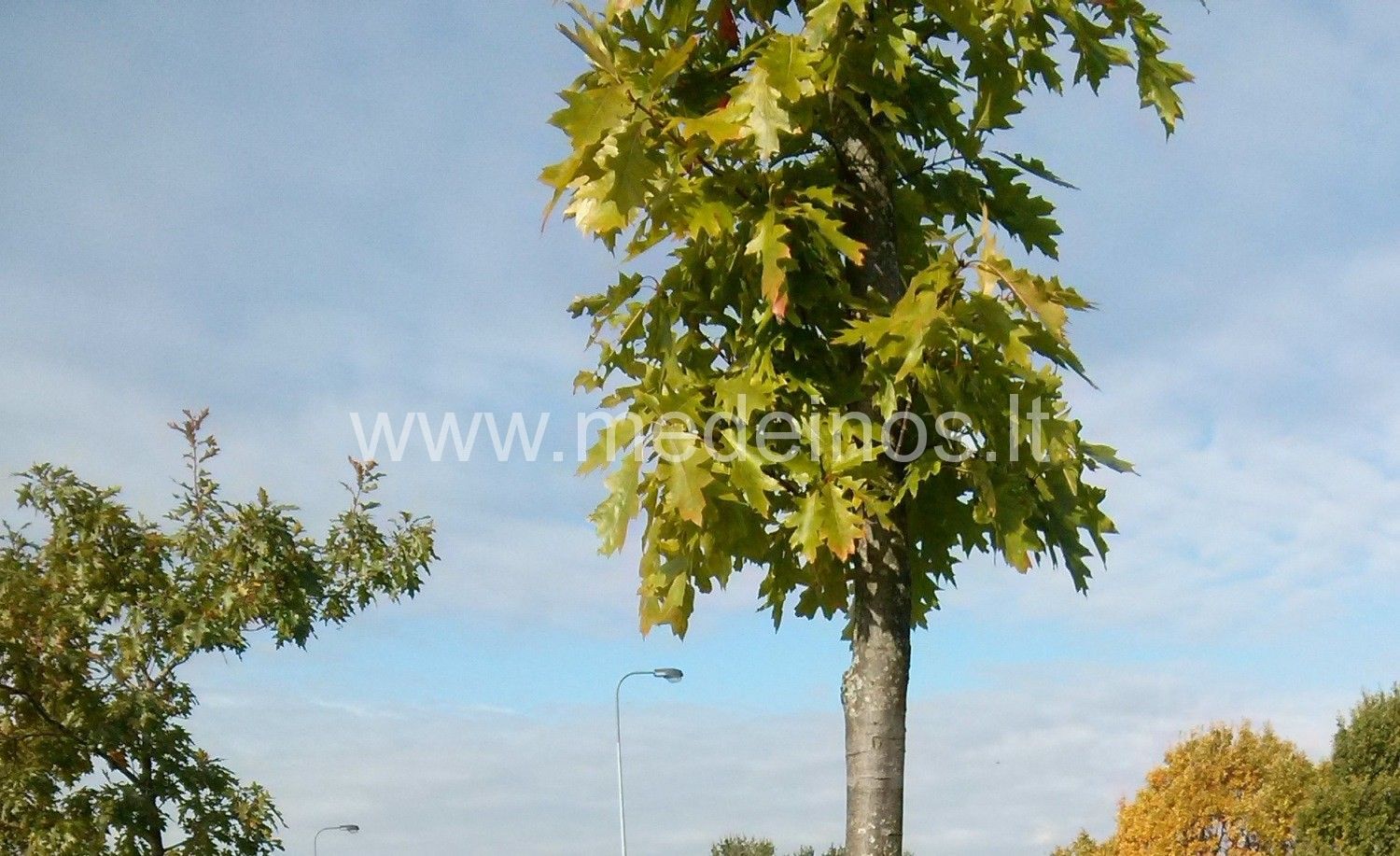 Raudonasis ąžuolas (Quercus rubra)