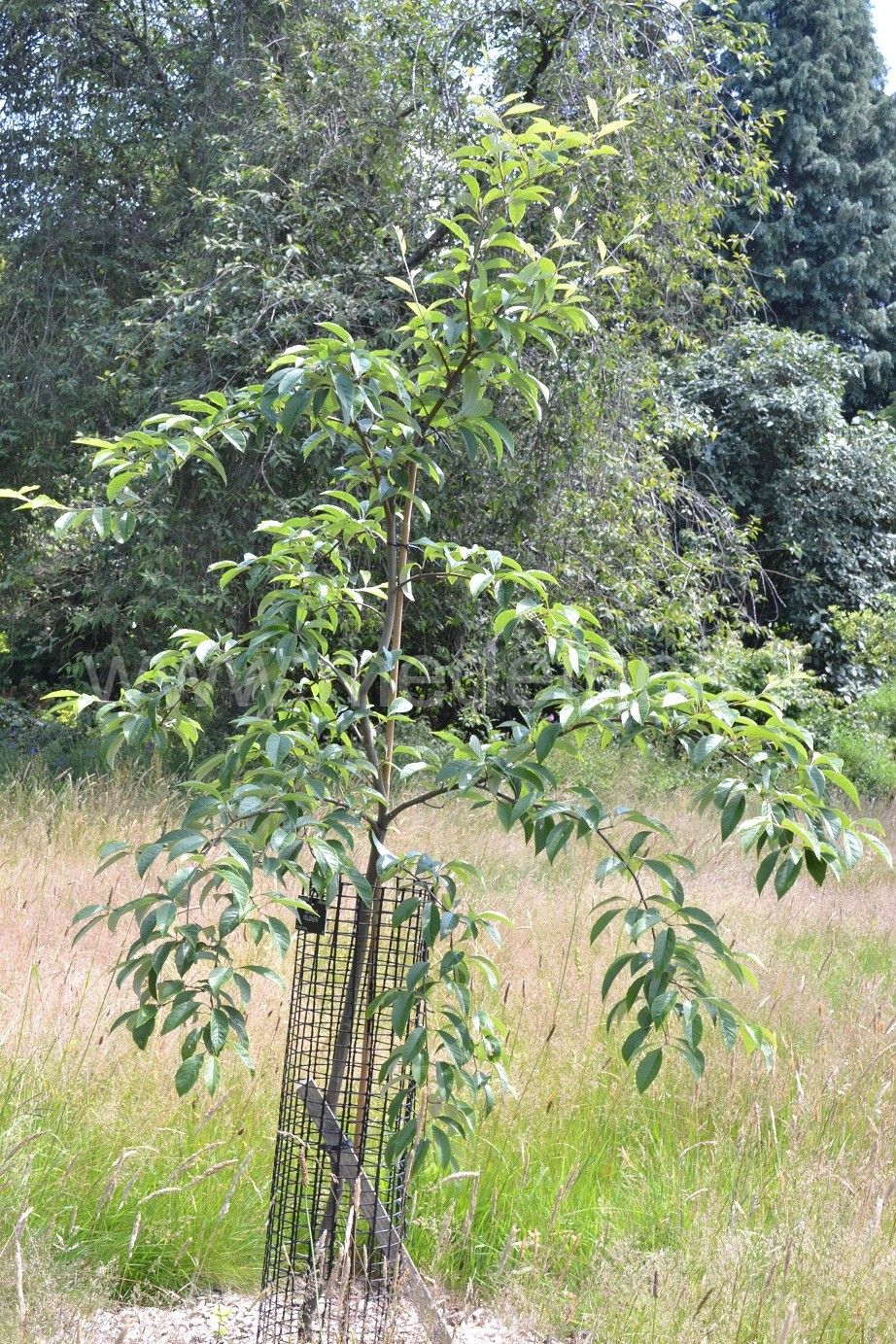 Šermukšnis (Sorbus folgneri)