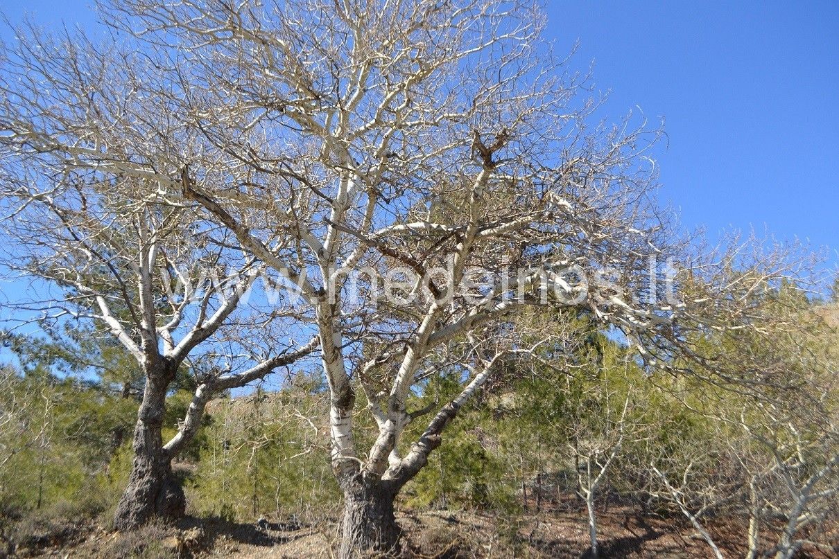 Baltoji tuopa (Populus alba)