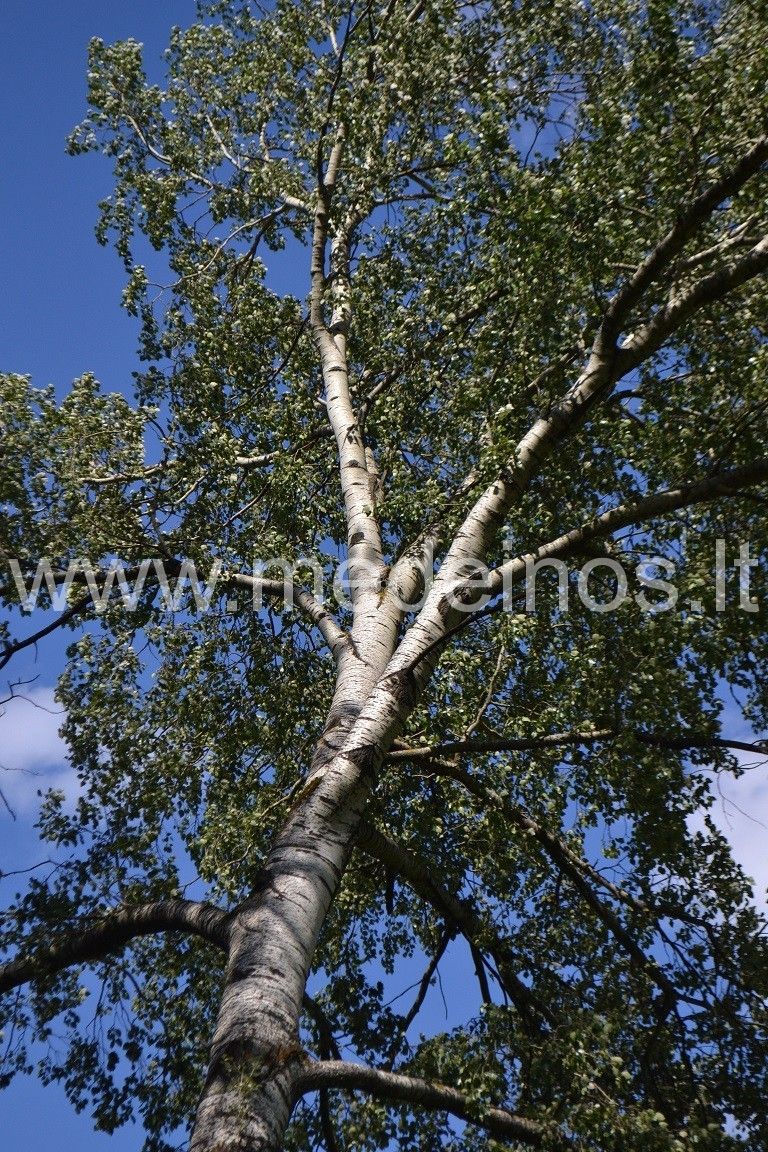 Pilkoji tuopa (Populus x canescens)