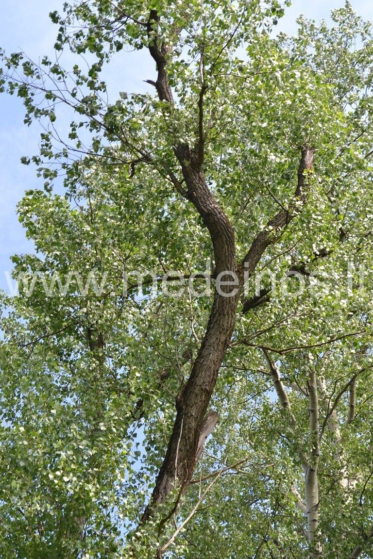 Pilkoji tuopa (Populus x canescens)
