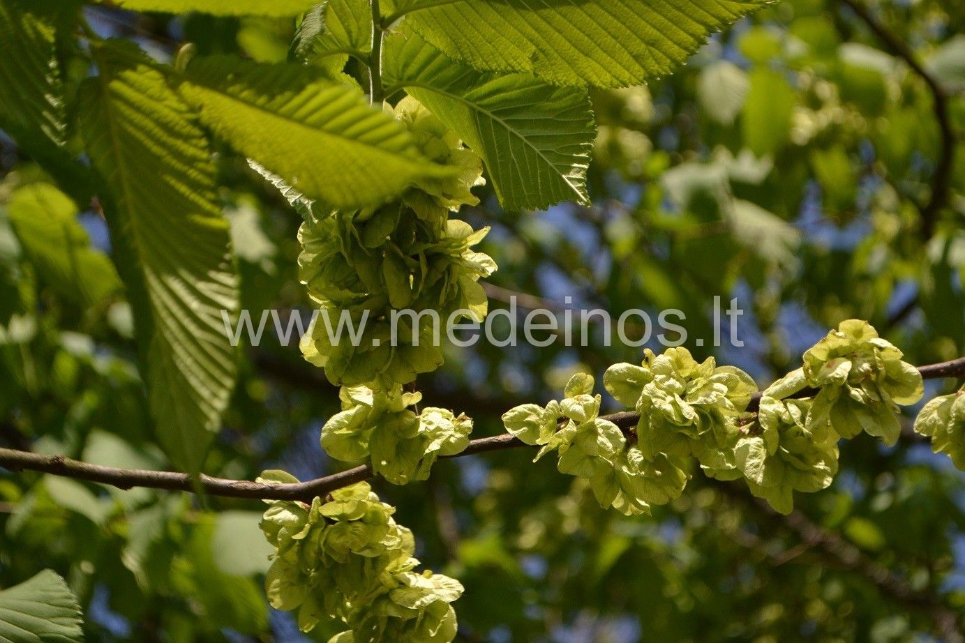 Kalninė guoba (Ulmus glabra)