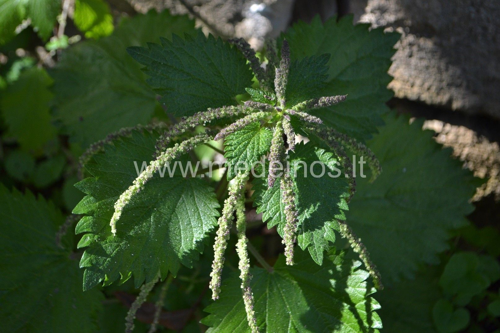 Dilgėlė (Urtica membranacea)