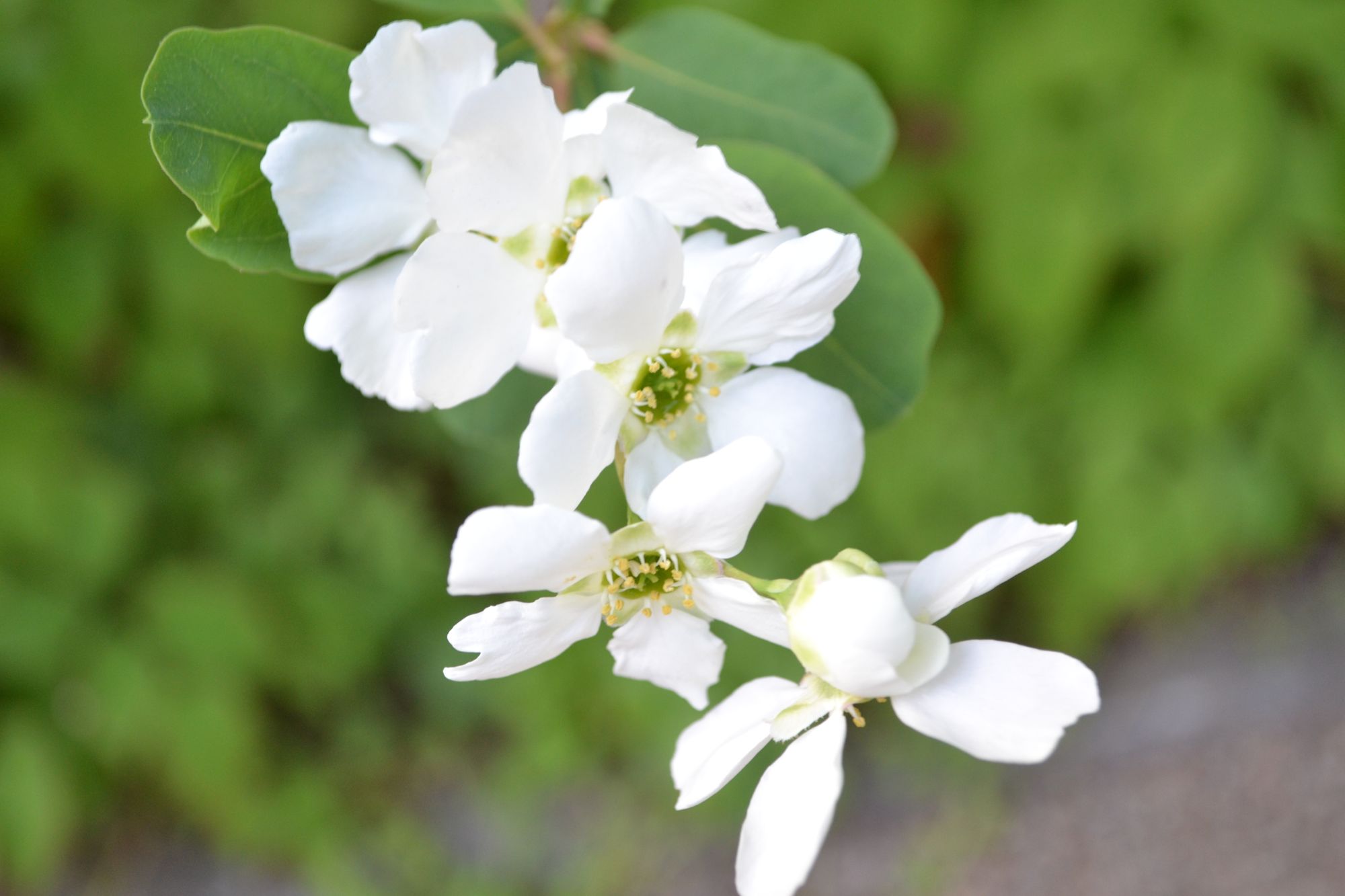 Stambiažiedė egzochorda (Exochorda racemosa)