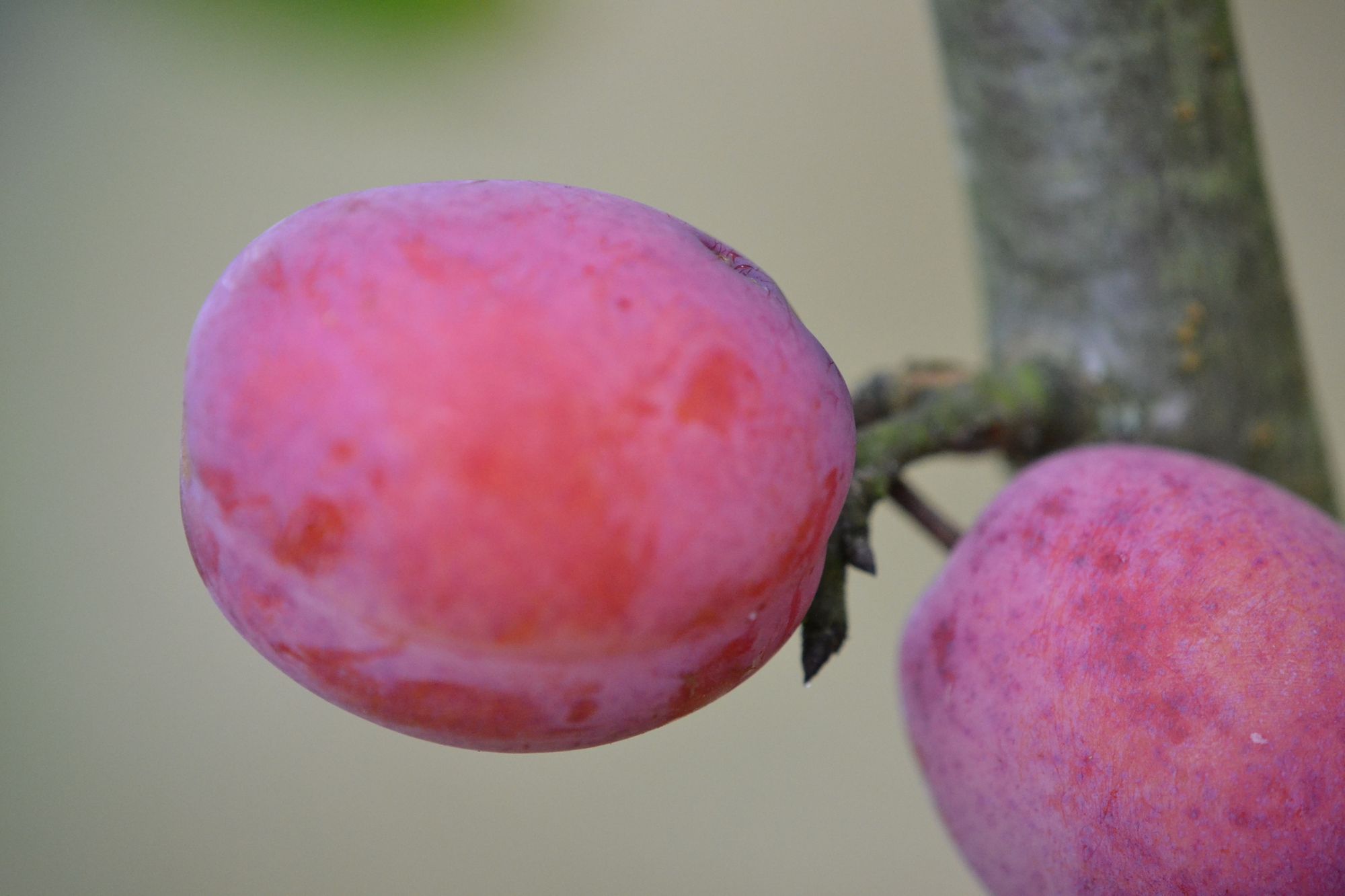 Naminė slyva 'Victoria' (Prunus domestica)