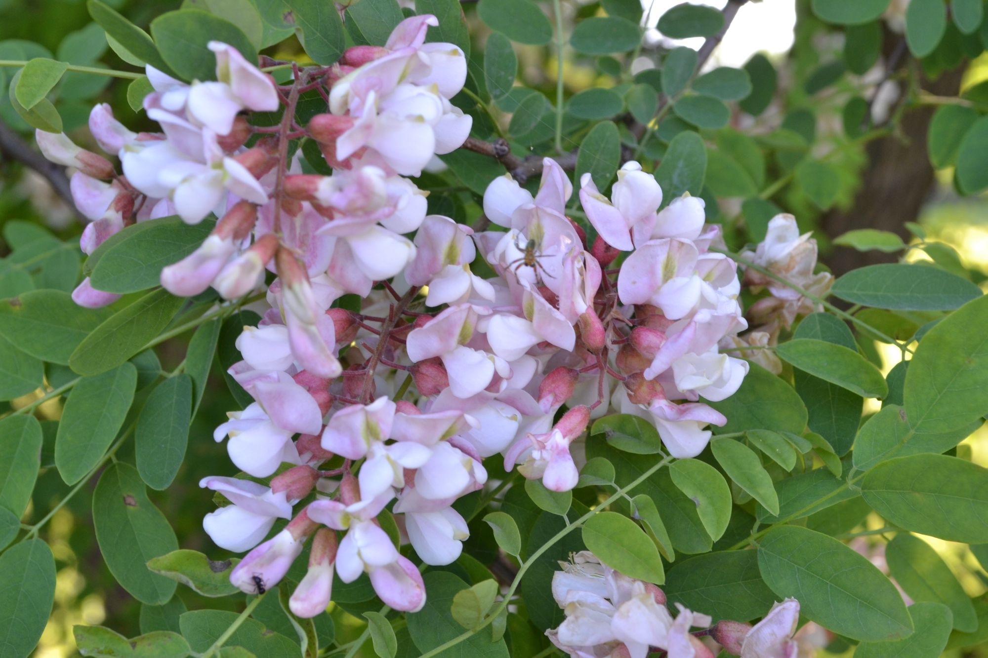 Puošnioji robinija (Robinia neomexicana)