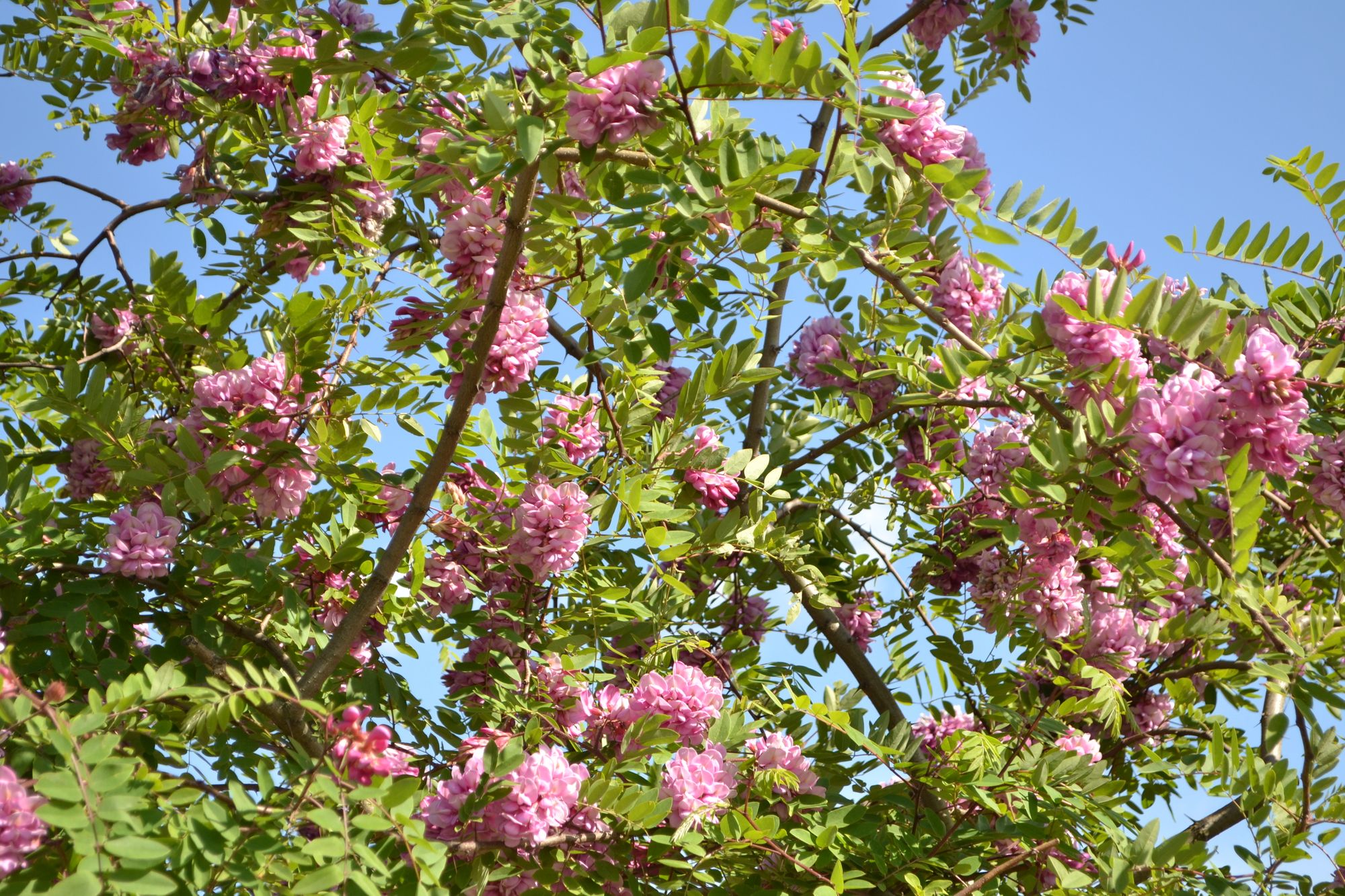 Plaukuotoji robinija (Robinia hispida)