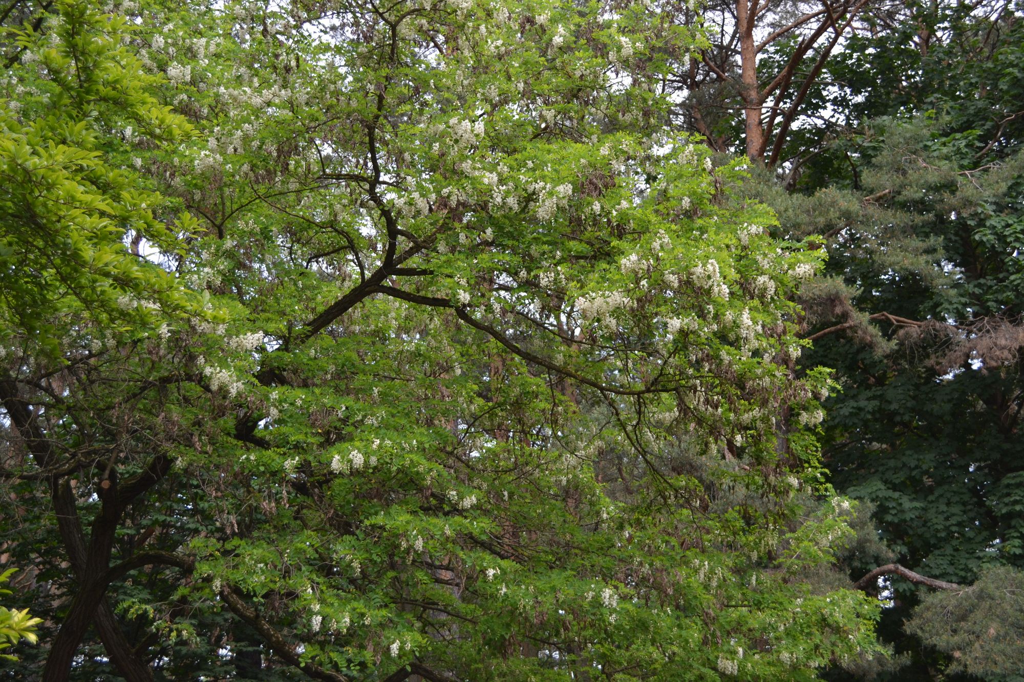 Baltažiedė robinija (Robinia pseudoacacia)
