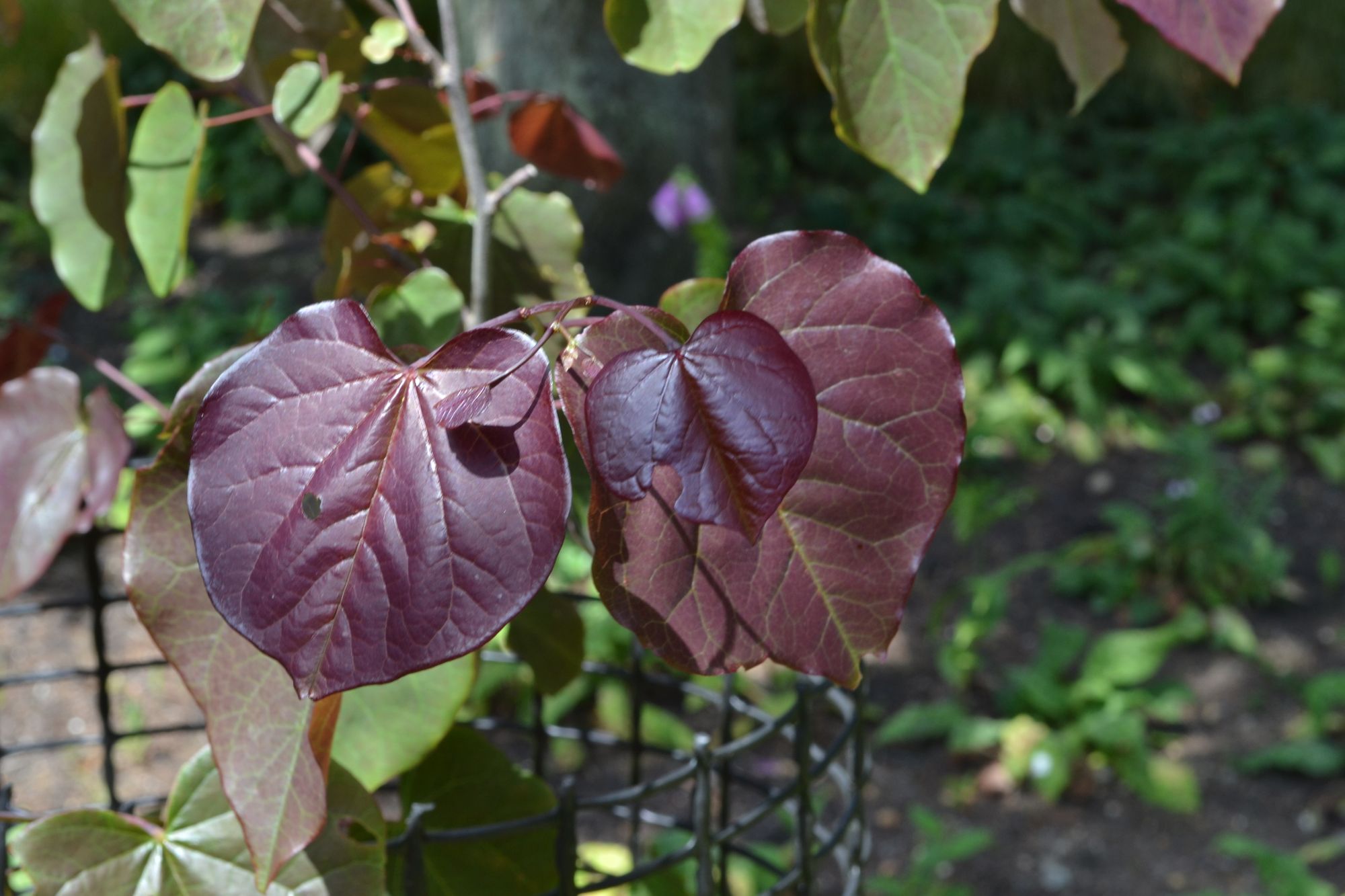 Hibridinis cercis 'Merlot' (Cercis x hybrida)