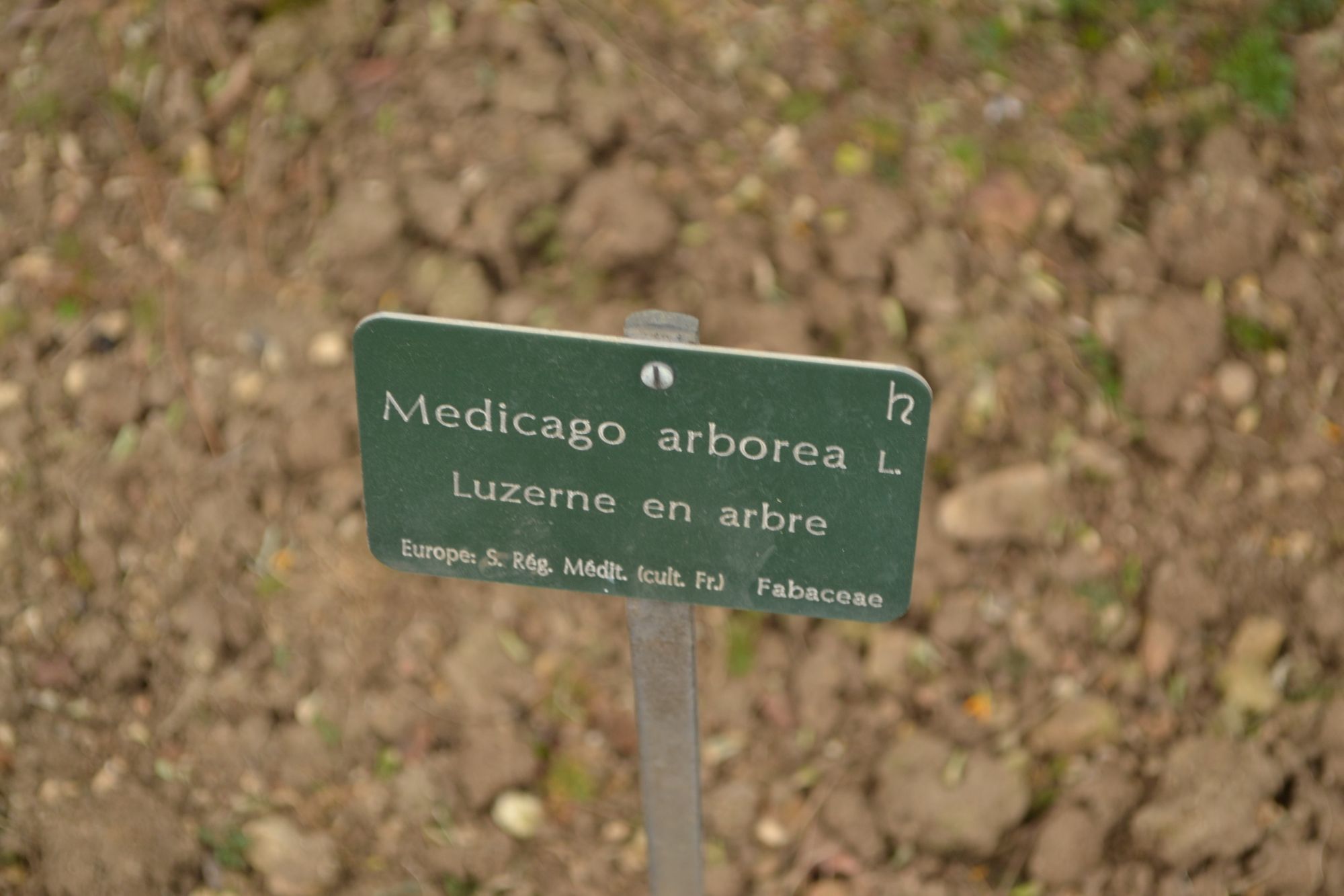 Aukštoji liucerna (Medicago arborea)