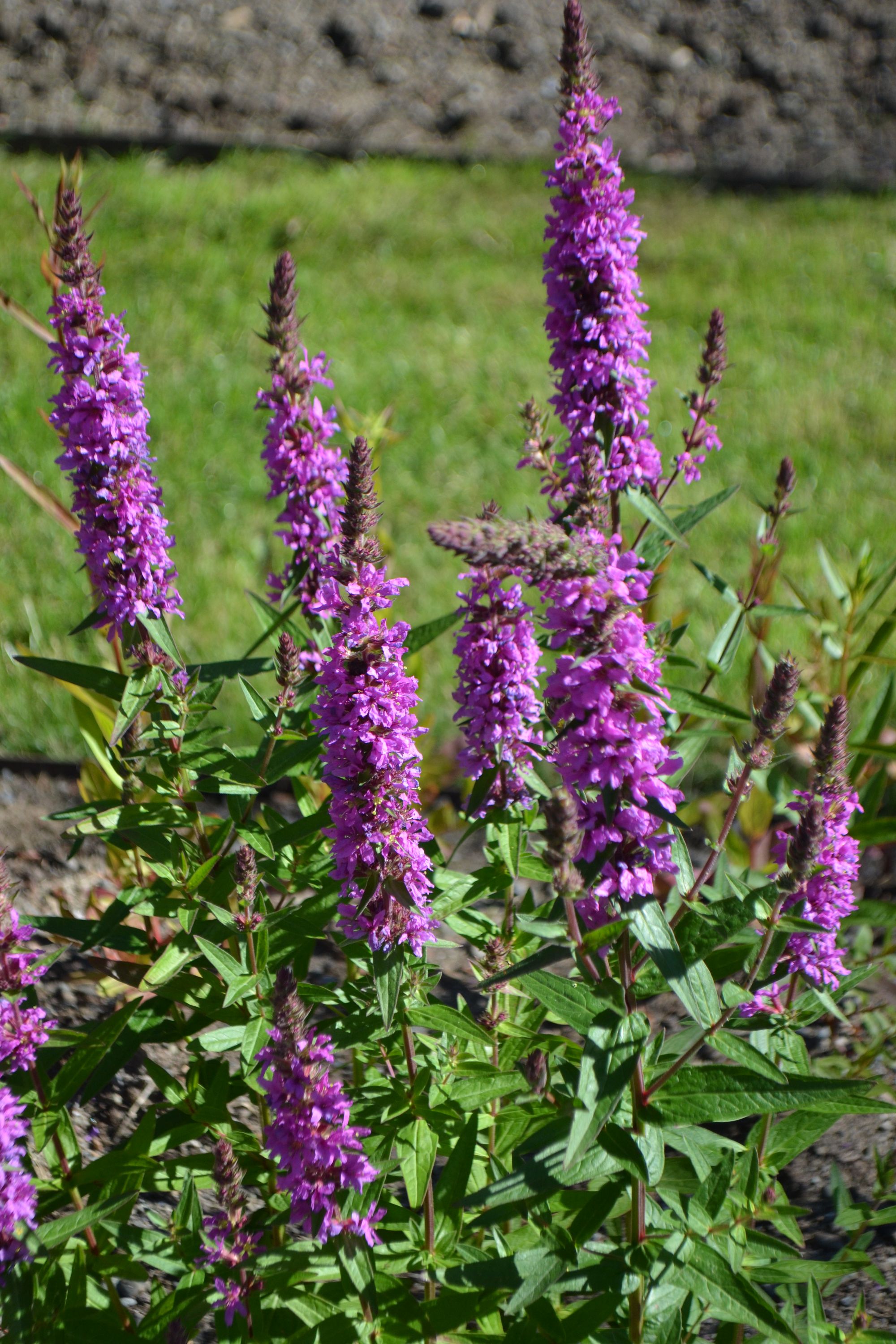 Paprastoji raudoklė (Lythrum salicaria)
