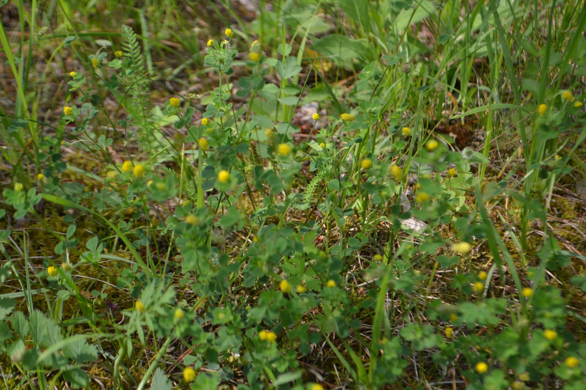 Apyninė liucerna (Medicago lupulina)