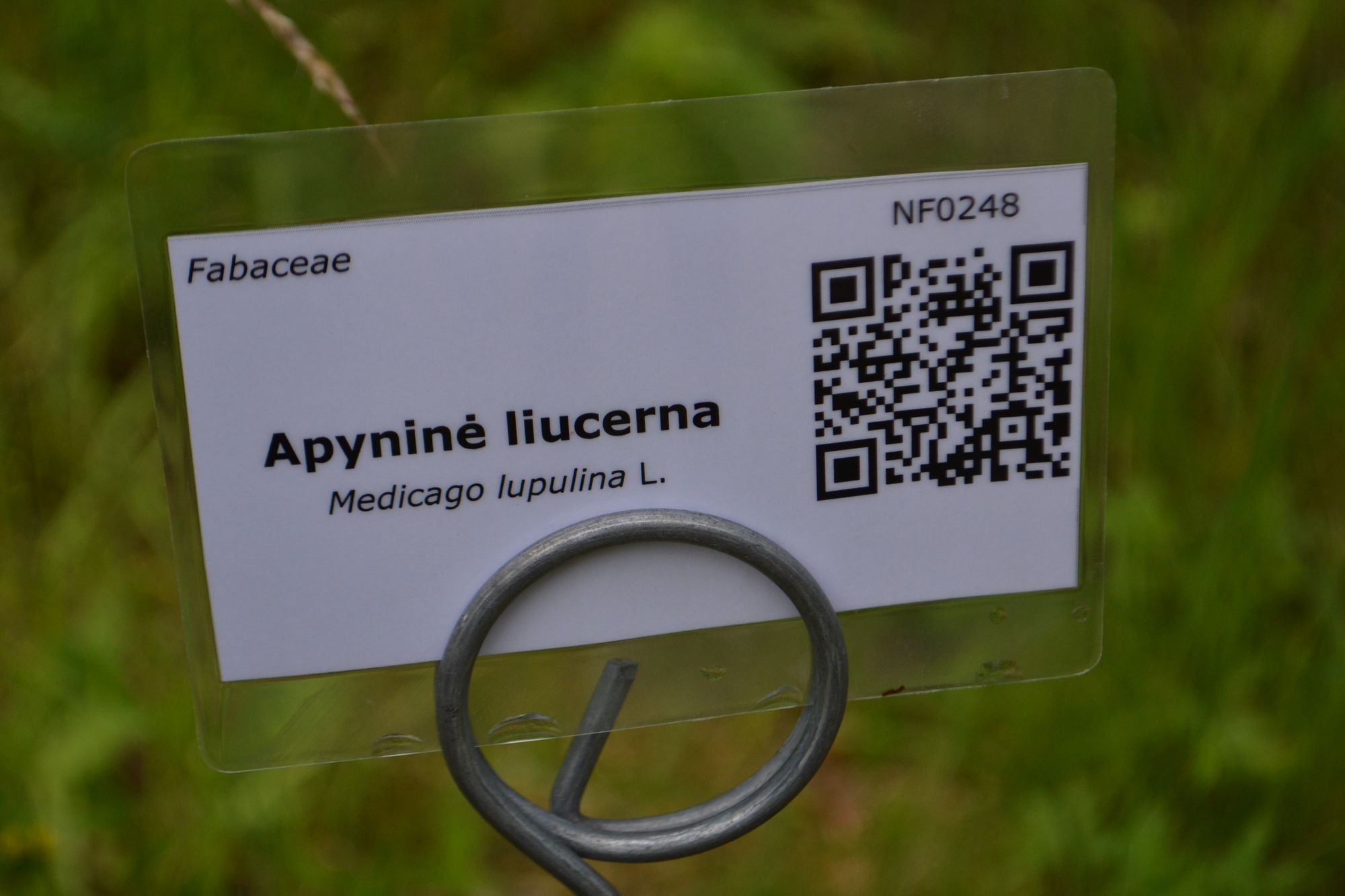 Apyninė liucerna (Medicago lupulina)