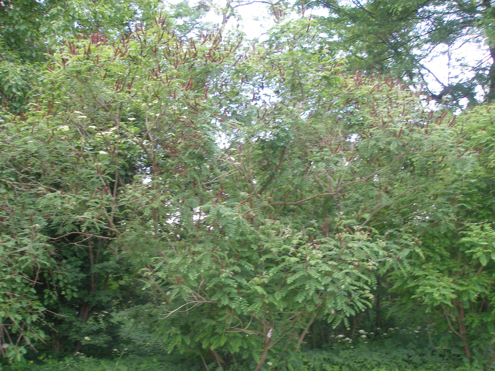 Krūminė amorfa (Amorpha fruticosa)