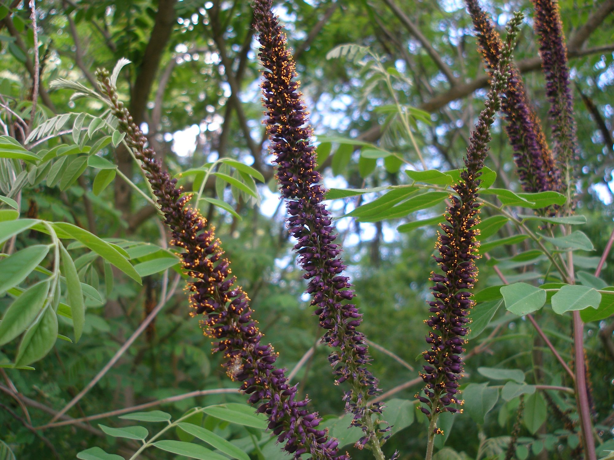 Krūminė amorfa (Amorpha fruticosa)