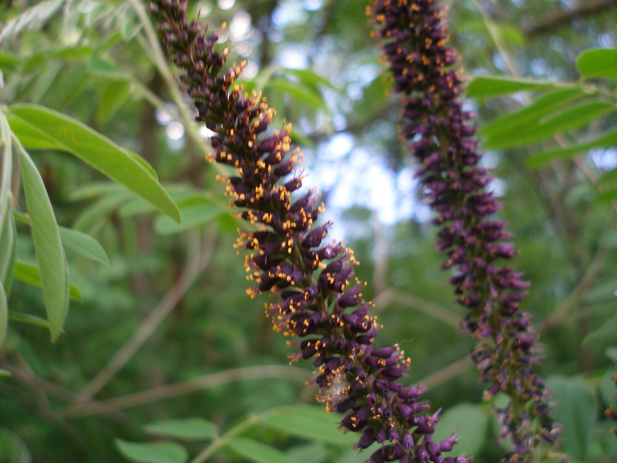 Krūminė amorfa (Amorpha fruticosa)