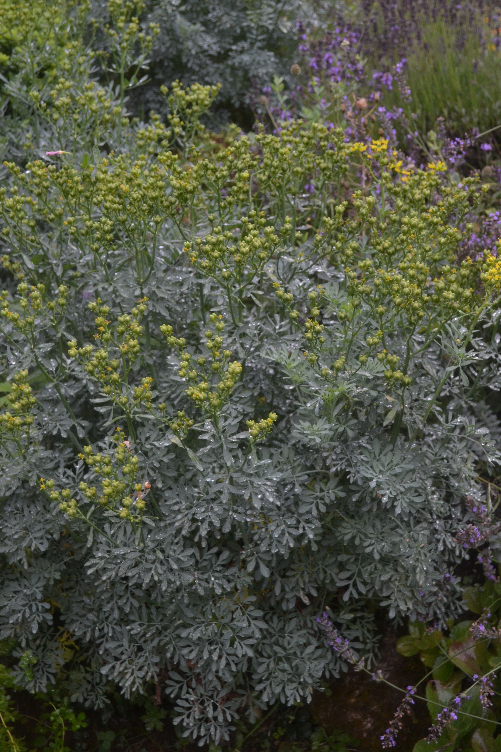 Žalioji rūta (Ruta graveolens)