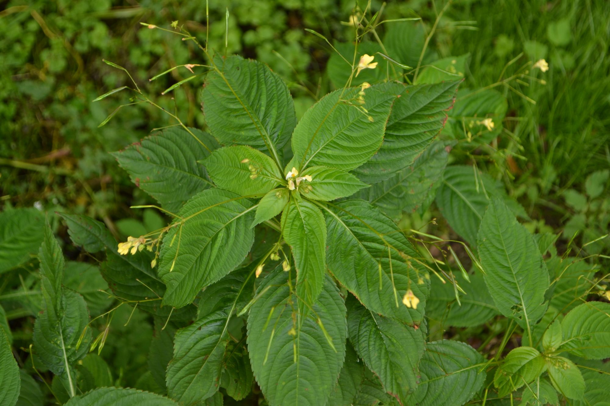 Smulkiažiedė sprigė (Impatiens parviflora)
