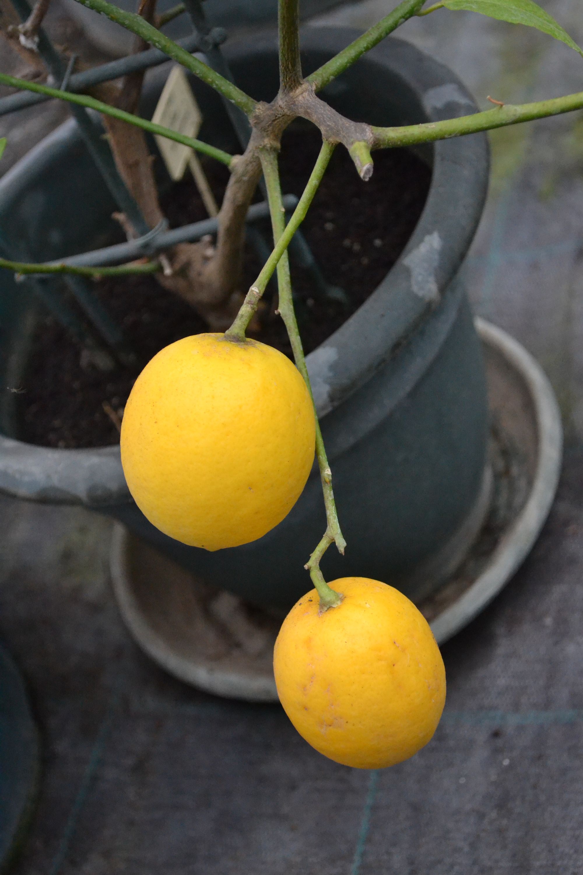 Smuliavaisis citrinmedis, kalamondinas (Citrus x microcarpa)