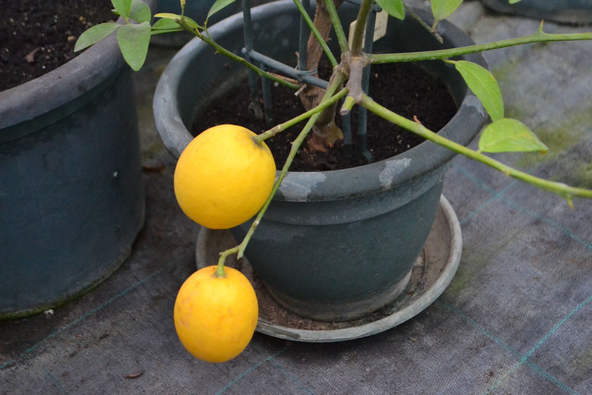 Smuliavaisis citrinmedis, kalamondinas (Citrus x microcarpa)