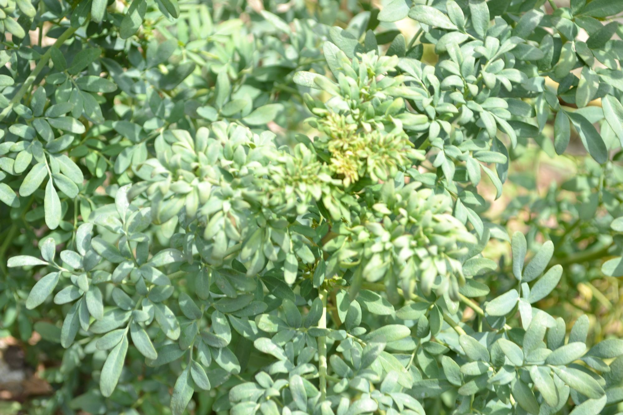 Siauralapė rūta (Ruta chalepensis)