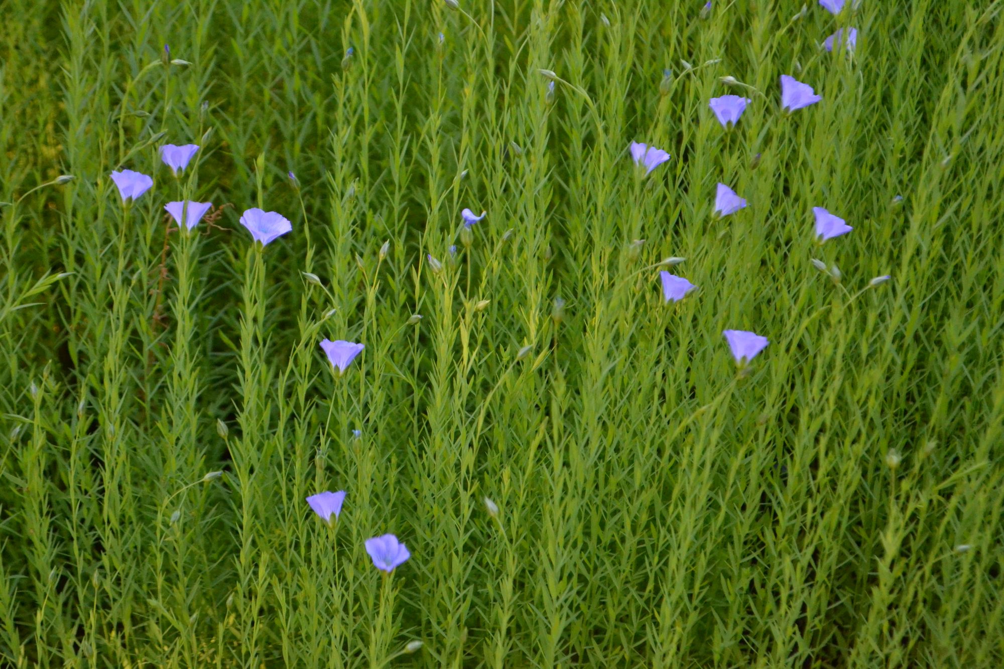 Sėjamasis linas (Linum usitatissimum)