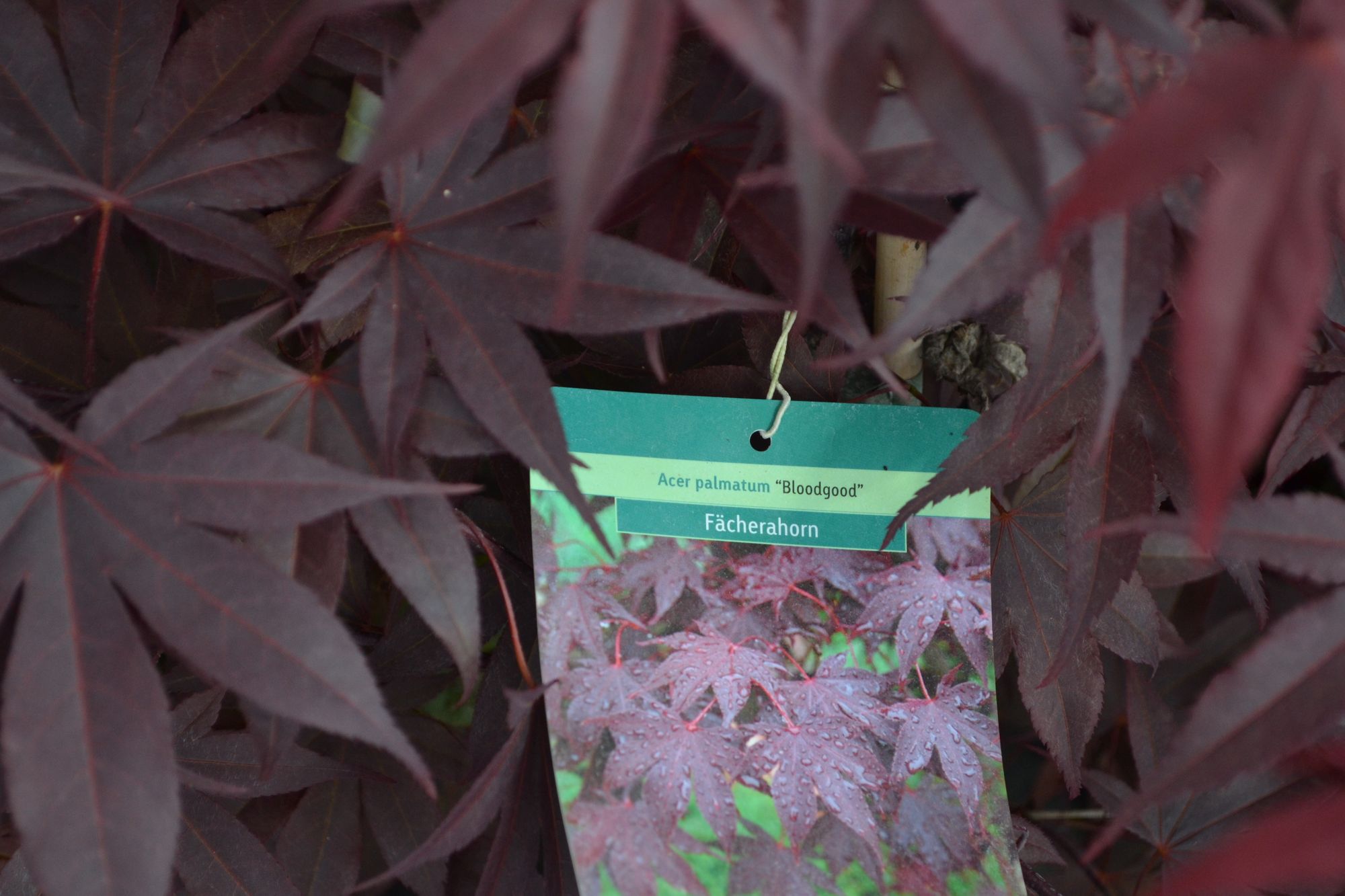 Plaštakiškasis klevas 'Bloodgood' (Acer palmatum)