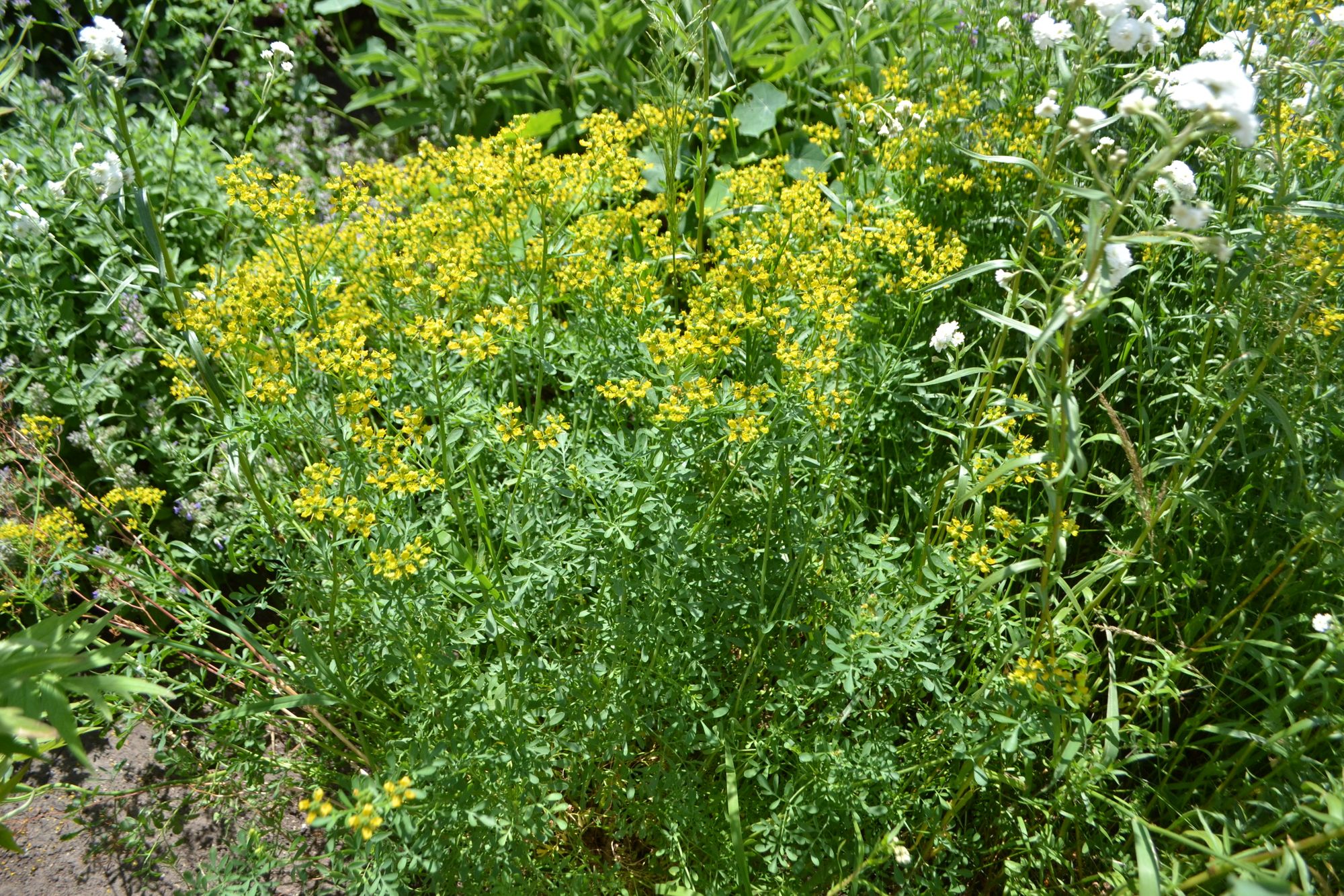 Žalioji rūta (Ruta graveolens)