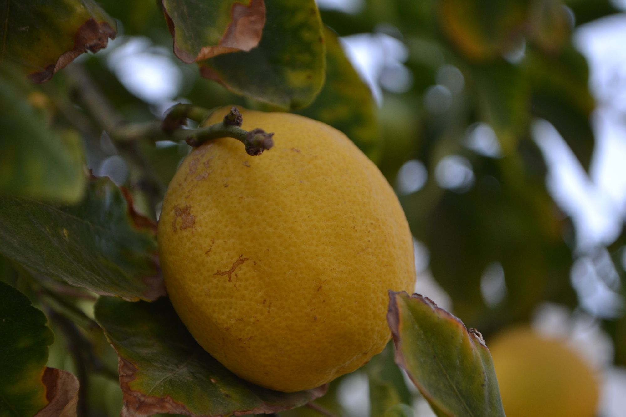 Tikrasis citrinmedis, citrina (Citrus limon)