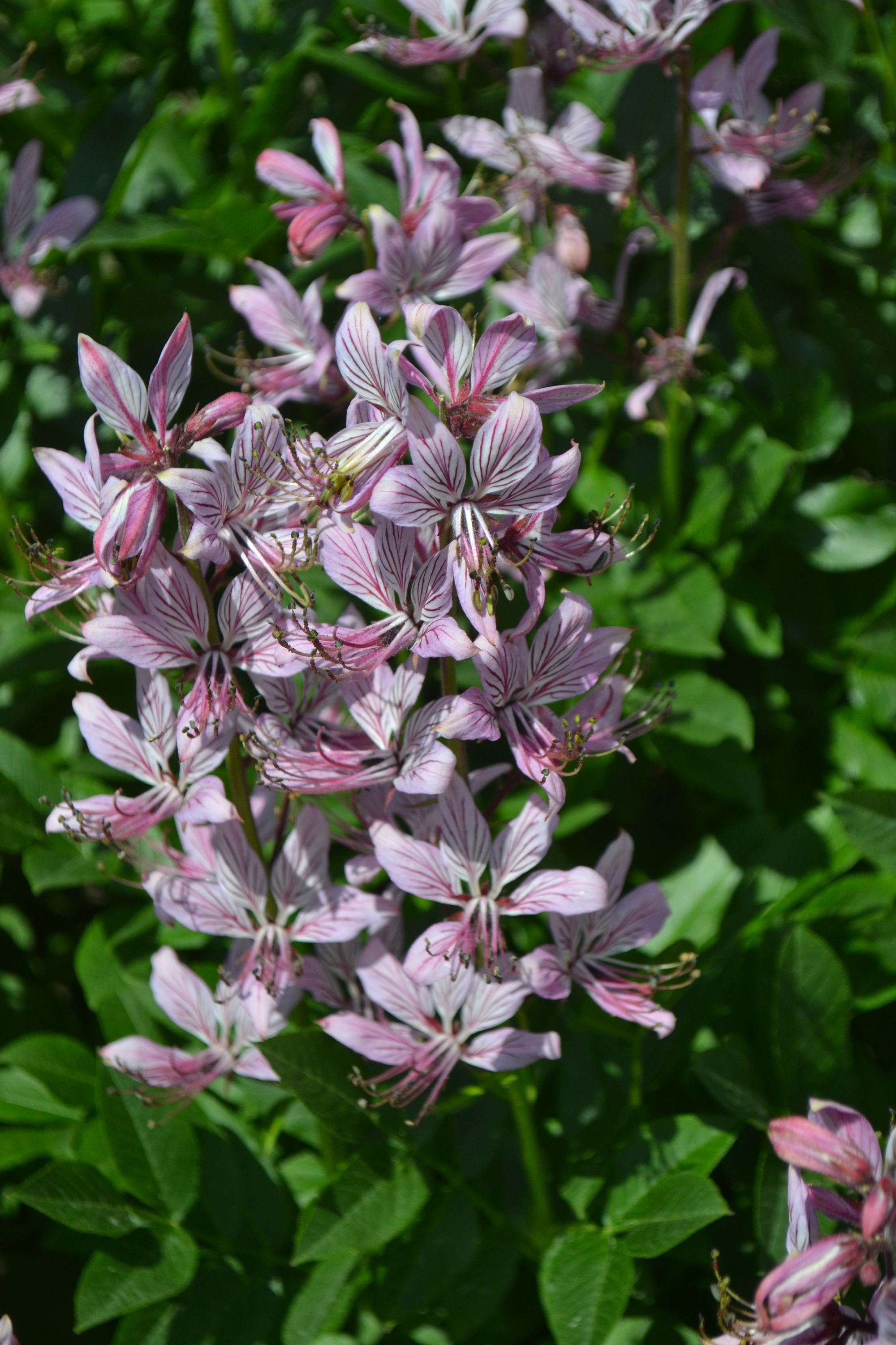 Baltasis diktonas (Dictamnus albus)