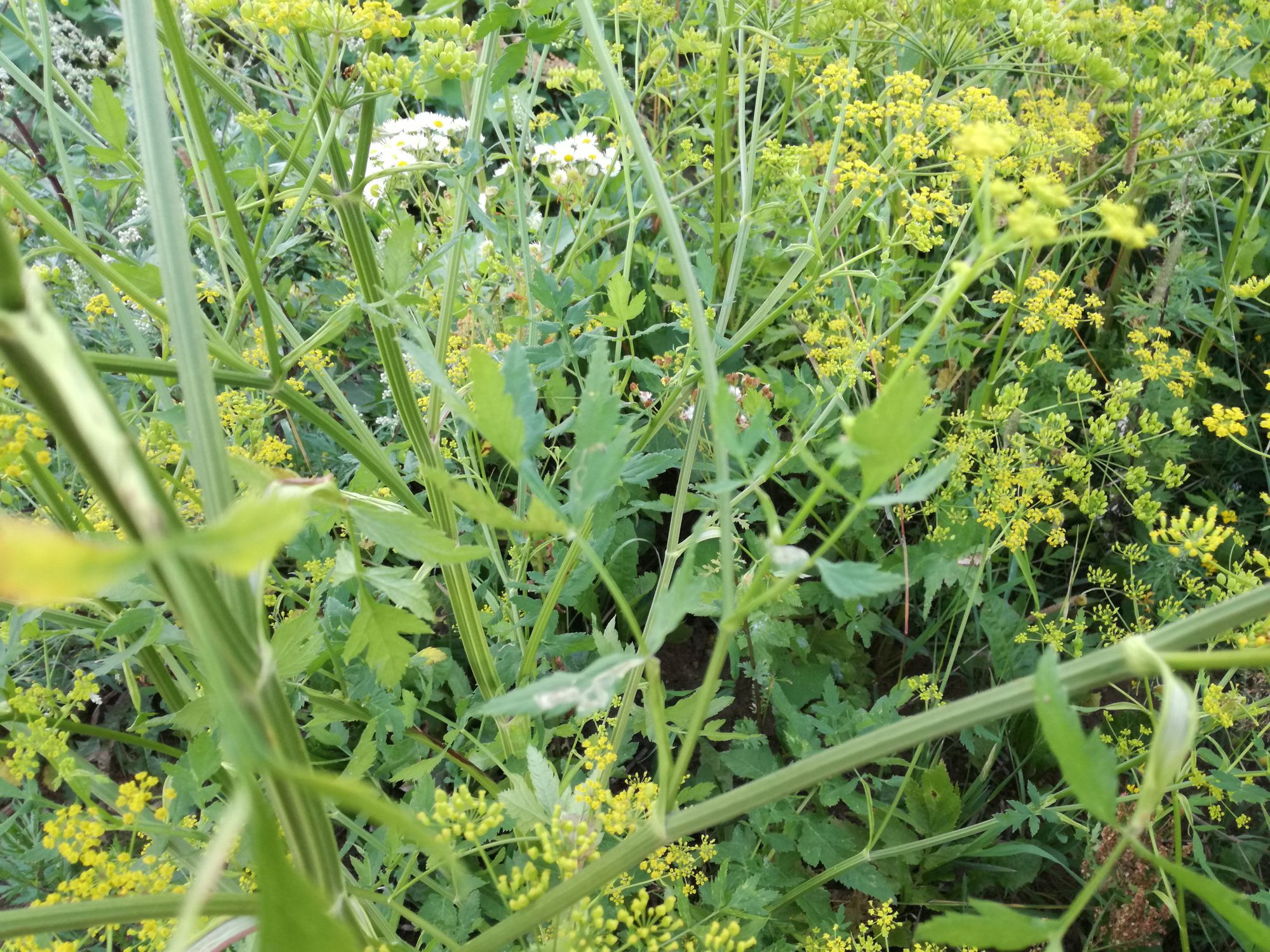 Paprastasis pastarnokas (Pastinaca sativa)