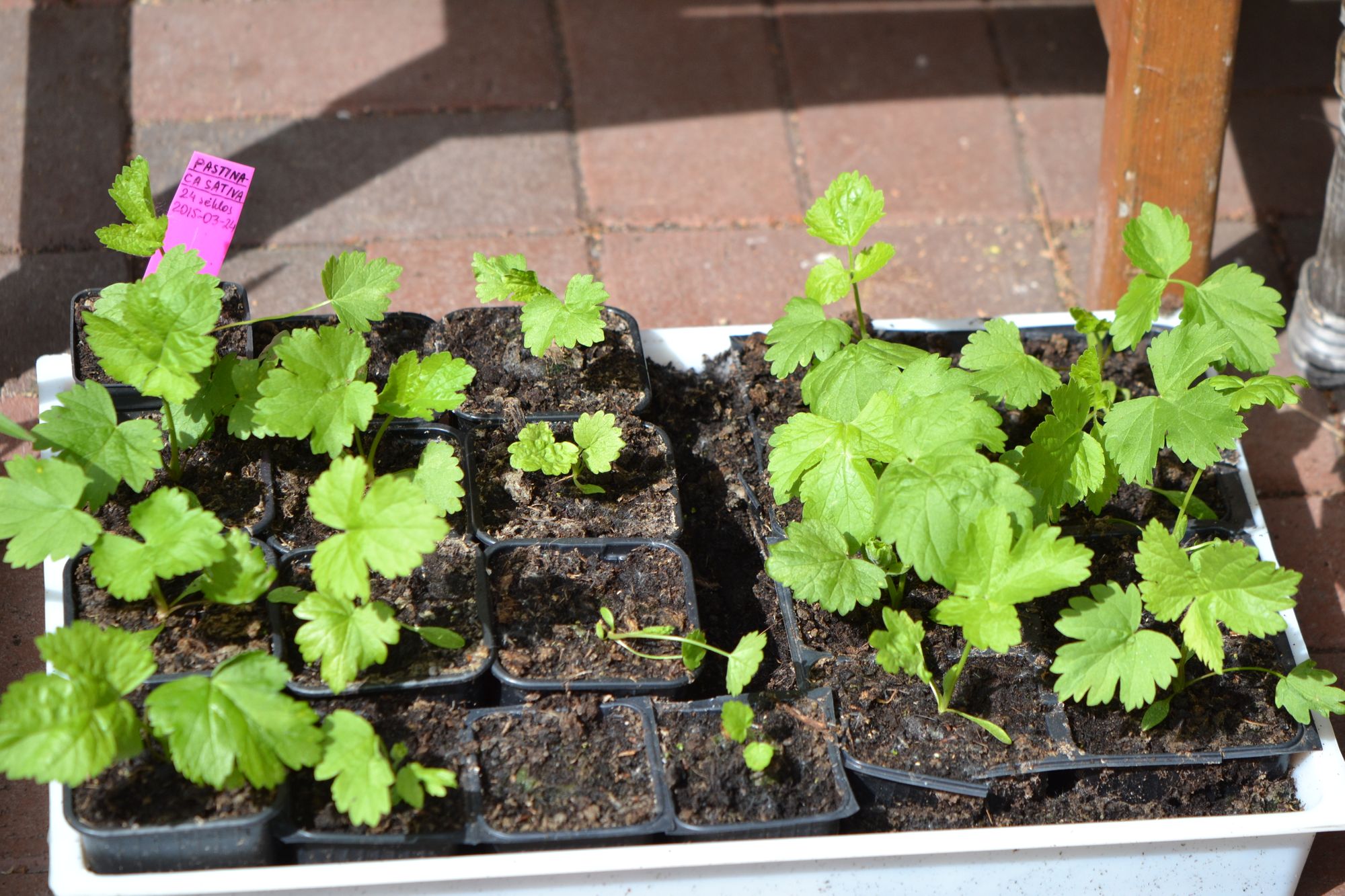 Paprastasis pastarnokas (Pastinaca sativa)